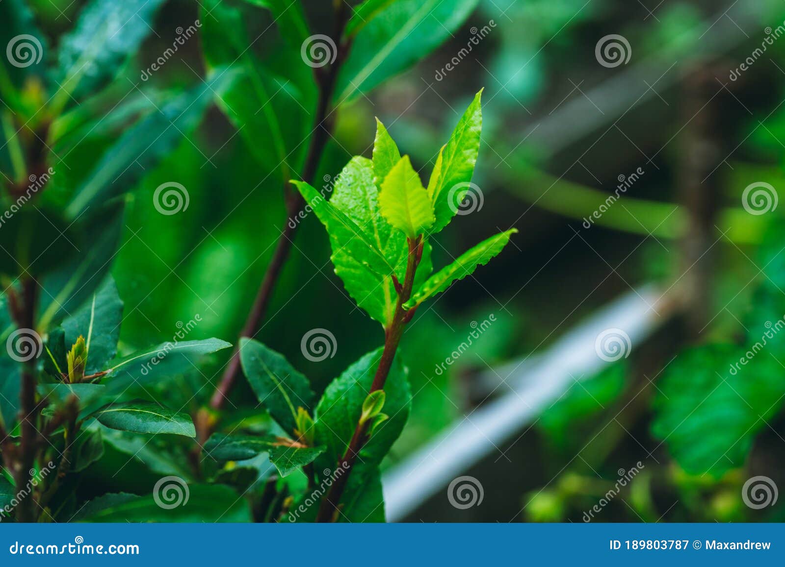 Green Bay Tree Growing in the Garden Stock Image - Image of growing ...