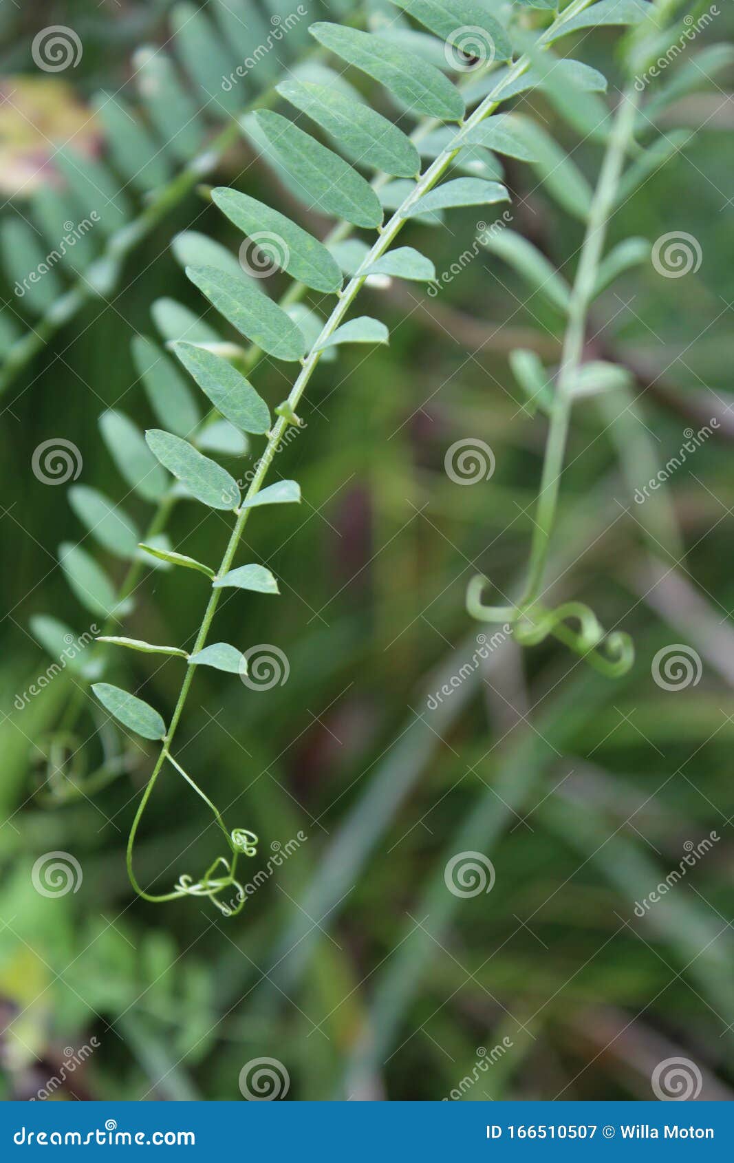 Curly vine stock image. Image of closeup, beach, vine - 166510507