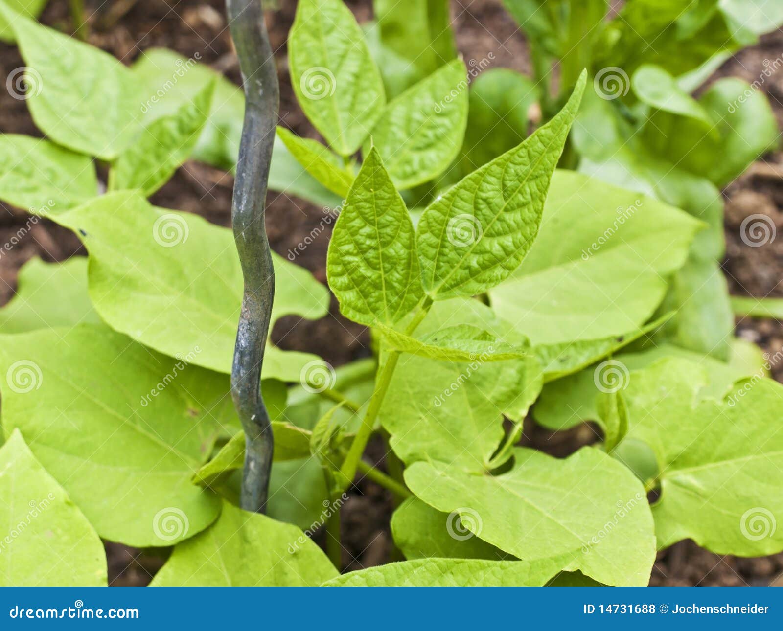 Climbing Bean Seed Pod Royalty-Free Stock Photo | CartoonDealer.com ...