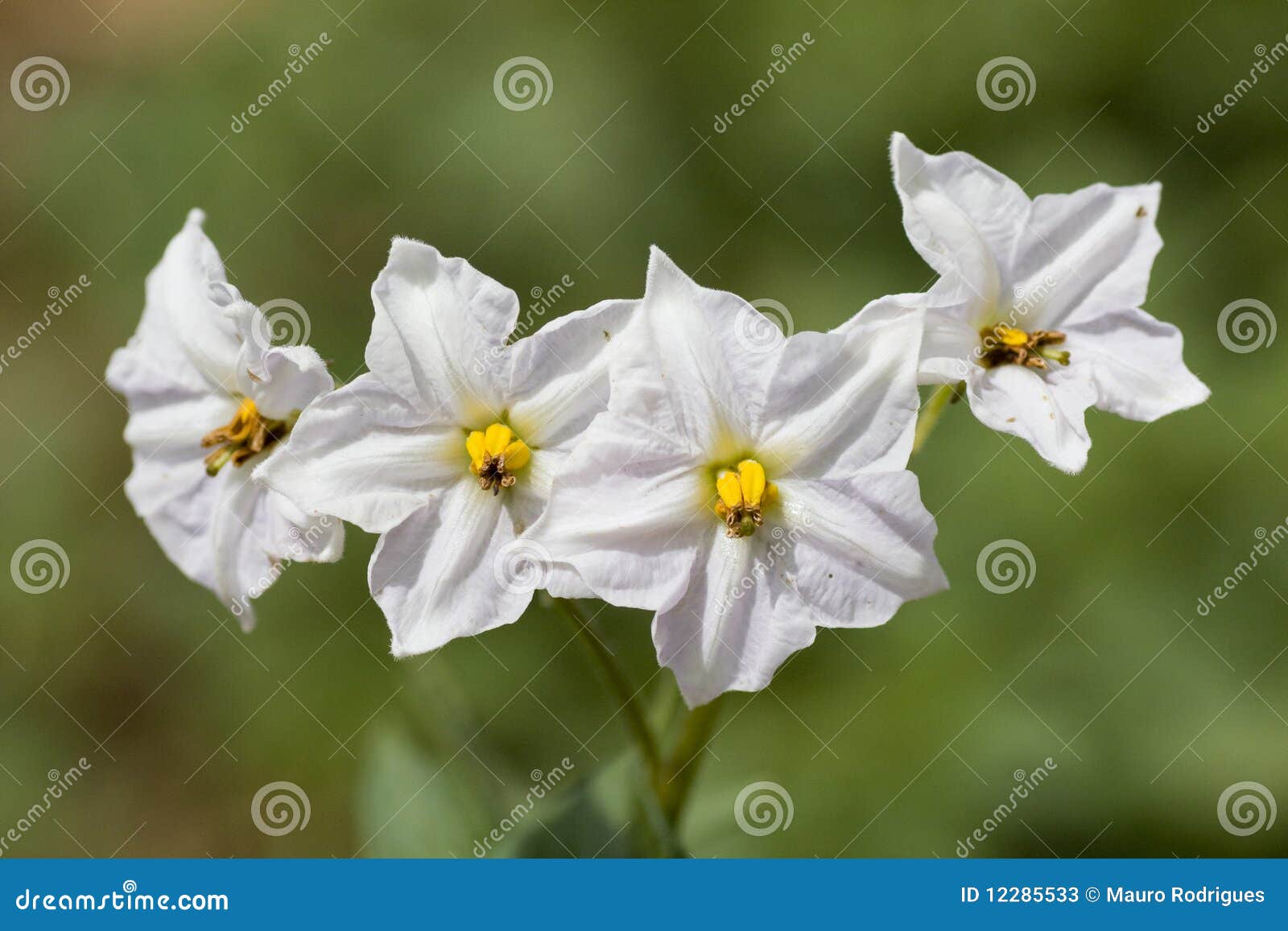 Green bean flower stock image. Image of culture, bean - 12285533