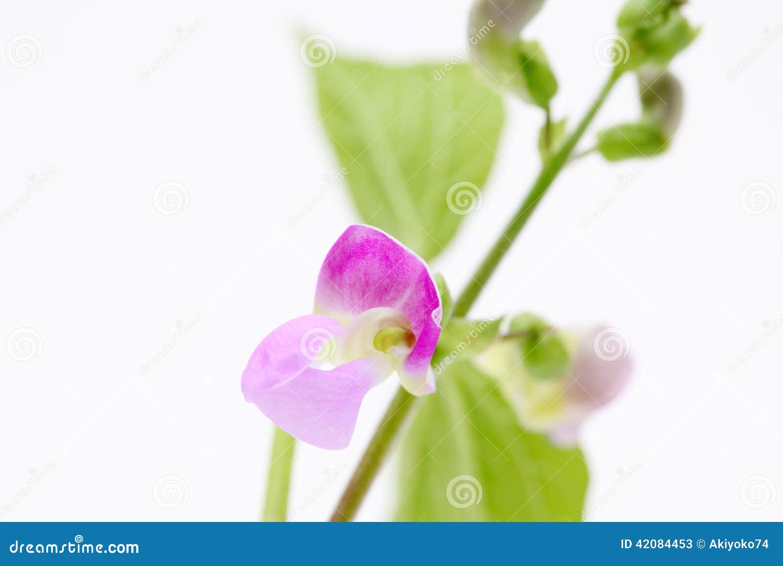 Green bean flower stock image. Image of flower, natural - 42084453