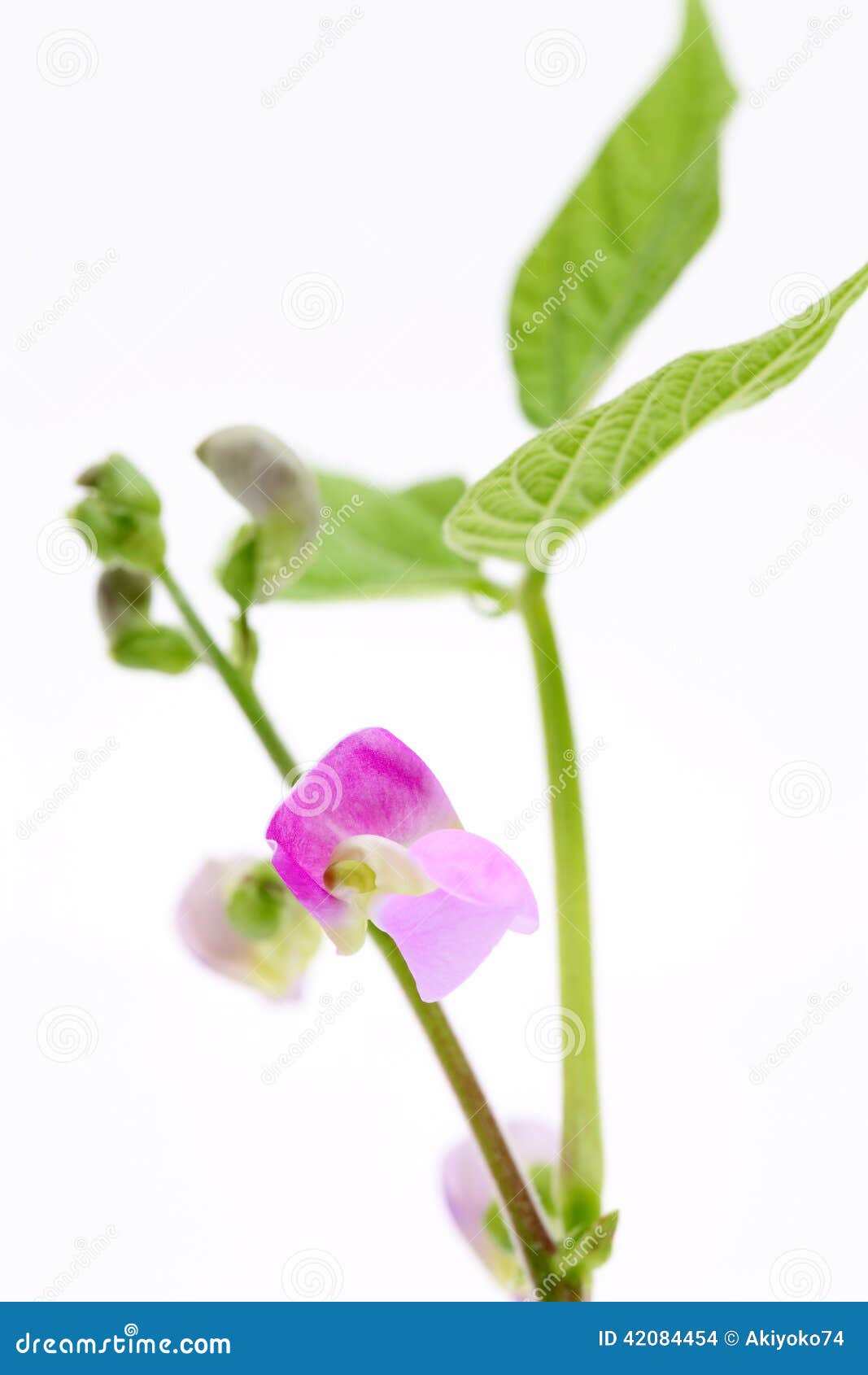 Green bean flower stock photo. Image of delicate, leaf - 42084454