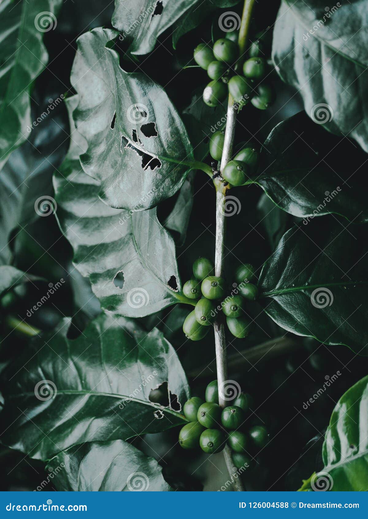 Coffee Tree stock photo. Image of green, coffee, bean - 126004588