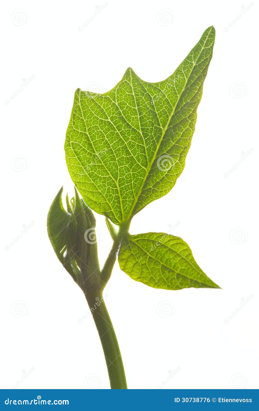 Green bean leaf stock photo. Image of bean, fresh, leaf - 30738776