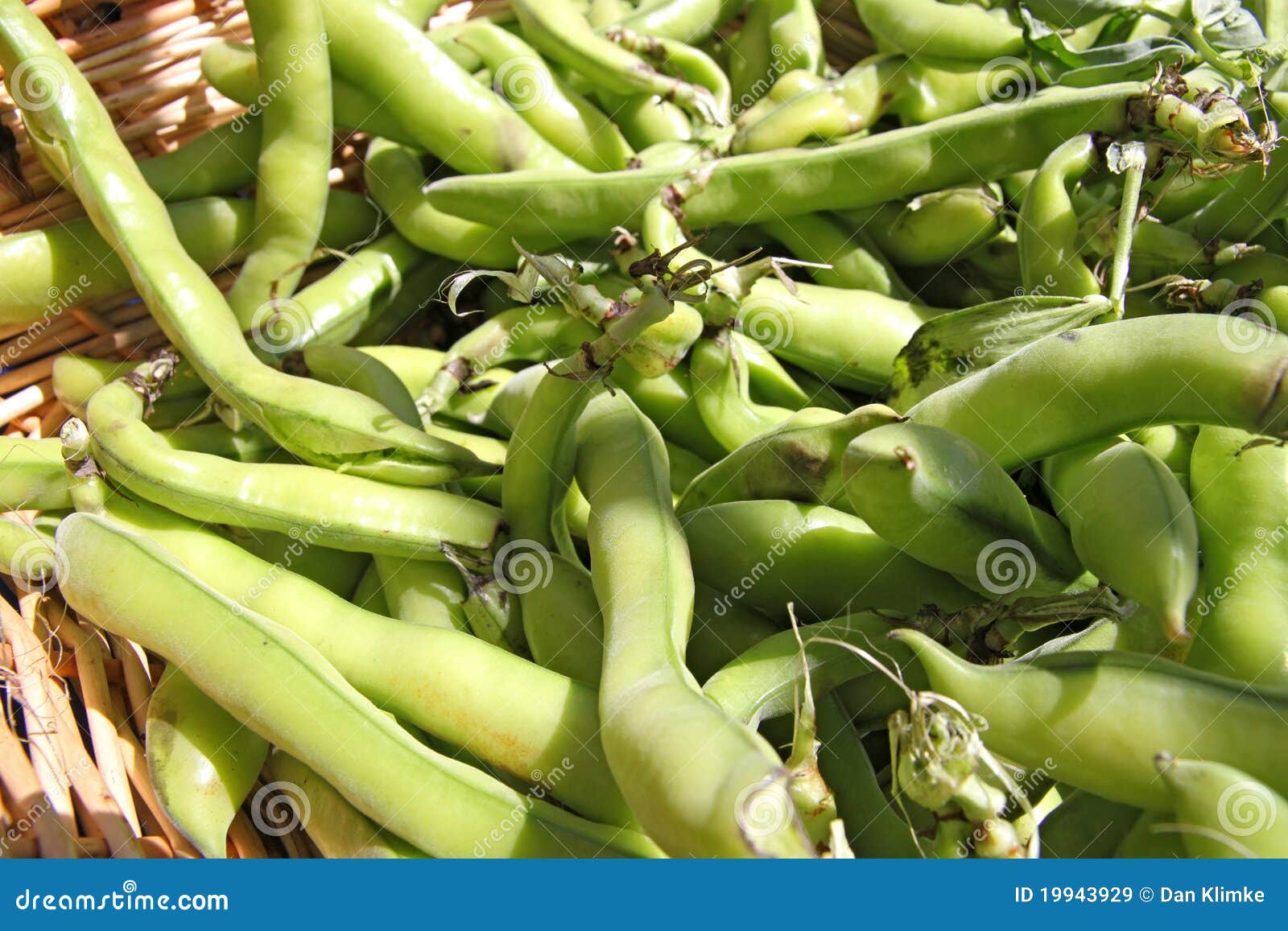 Green bean pods stock image. Image of fresh, basket, vegetable - 19943929