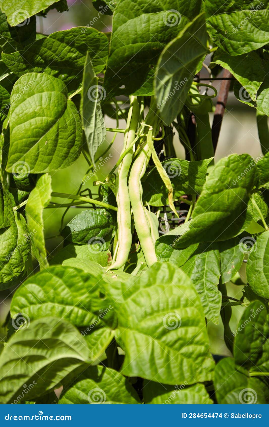 Green Bean Pods. Bean Plant Stock Photo - Image of branch, flora: 284654474