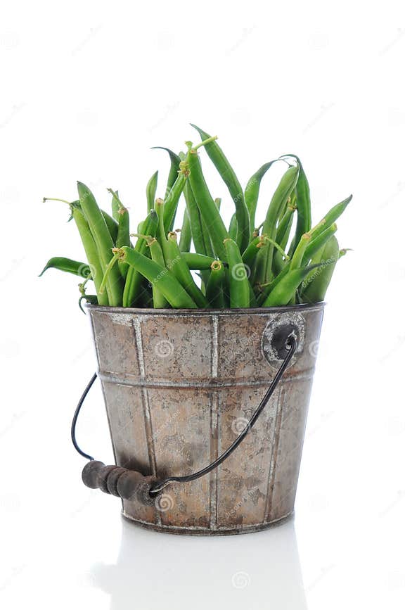 Green Bean in Rustic Bucket Stock Photo - Image of healthy, farming ...