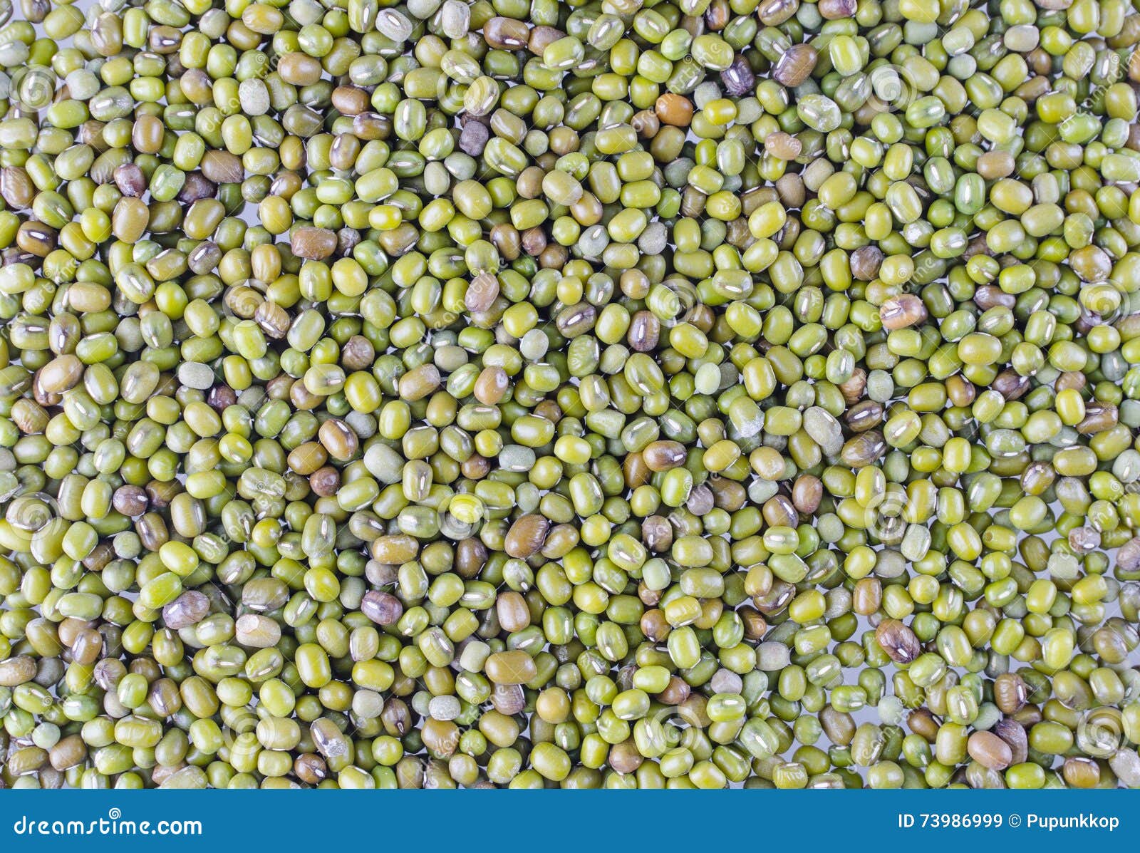 Green bean seed background stock image. Image of seed - 73986999