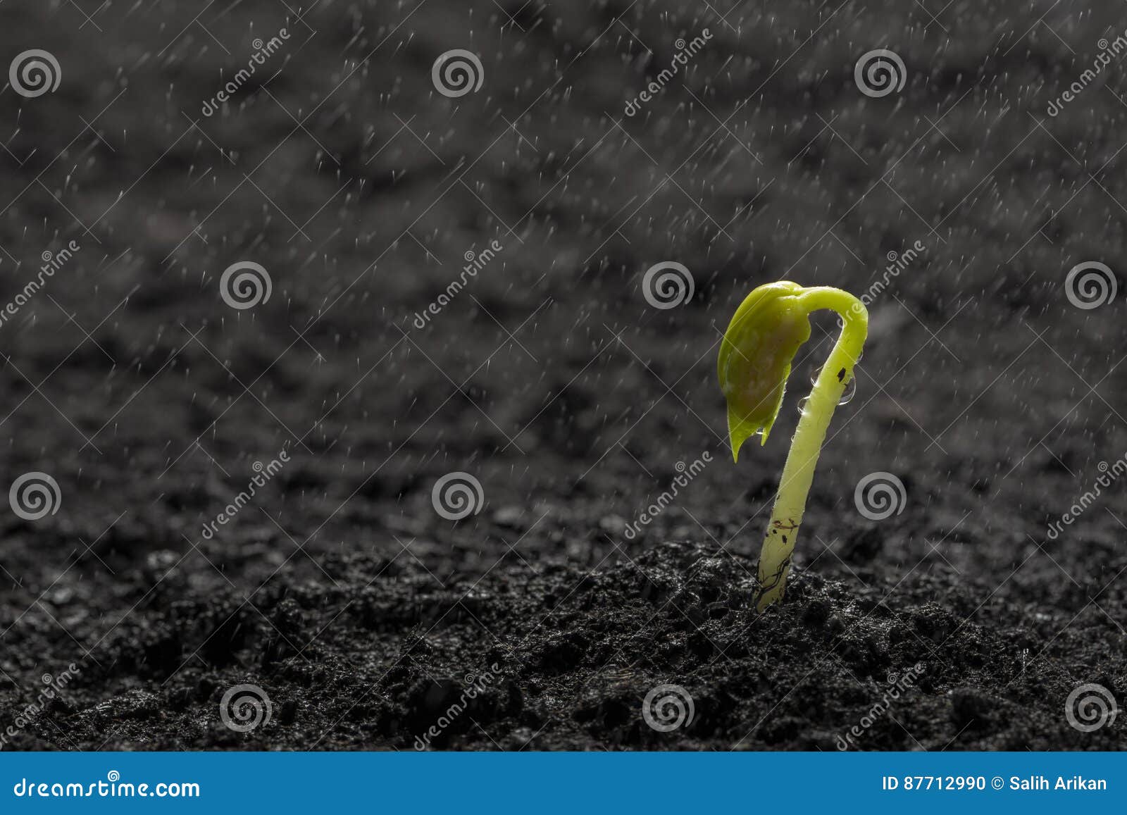Green Bean Seed Growing Out from Soil while Raining Stock Photo - Image ...
