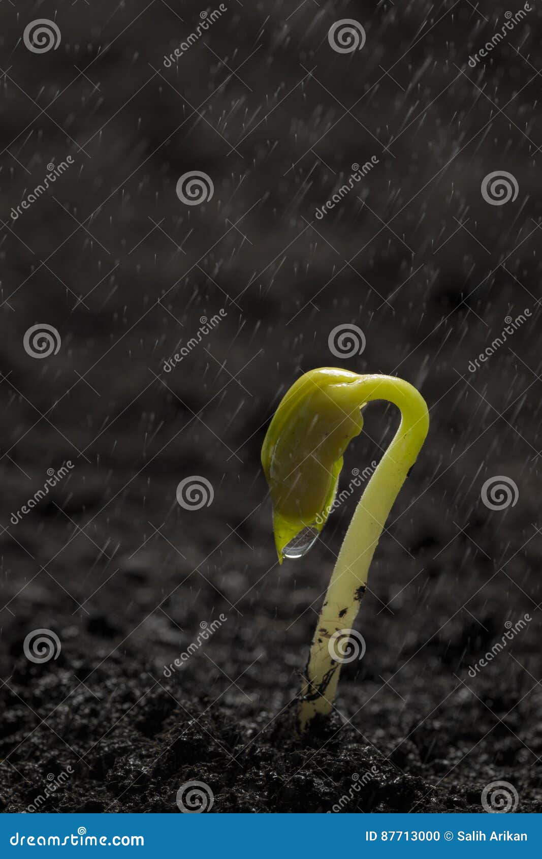 Green Bean Seed Growing Out from Soil while Raining Stock Photo - Image ...