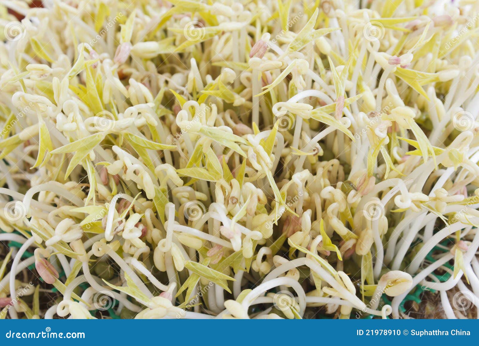 Green bean sprouts stock photo. Image of produce, freshness - 21978910