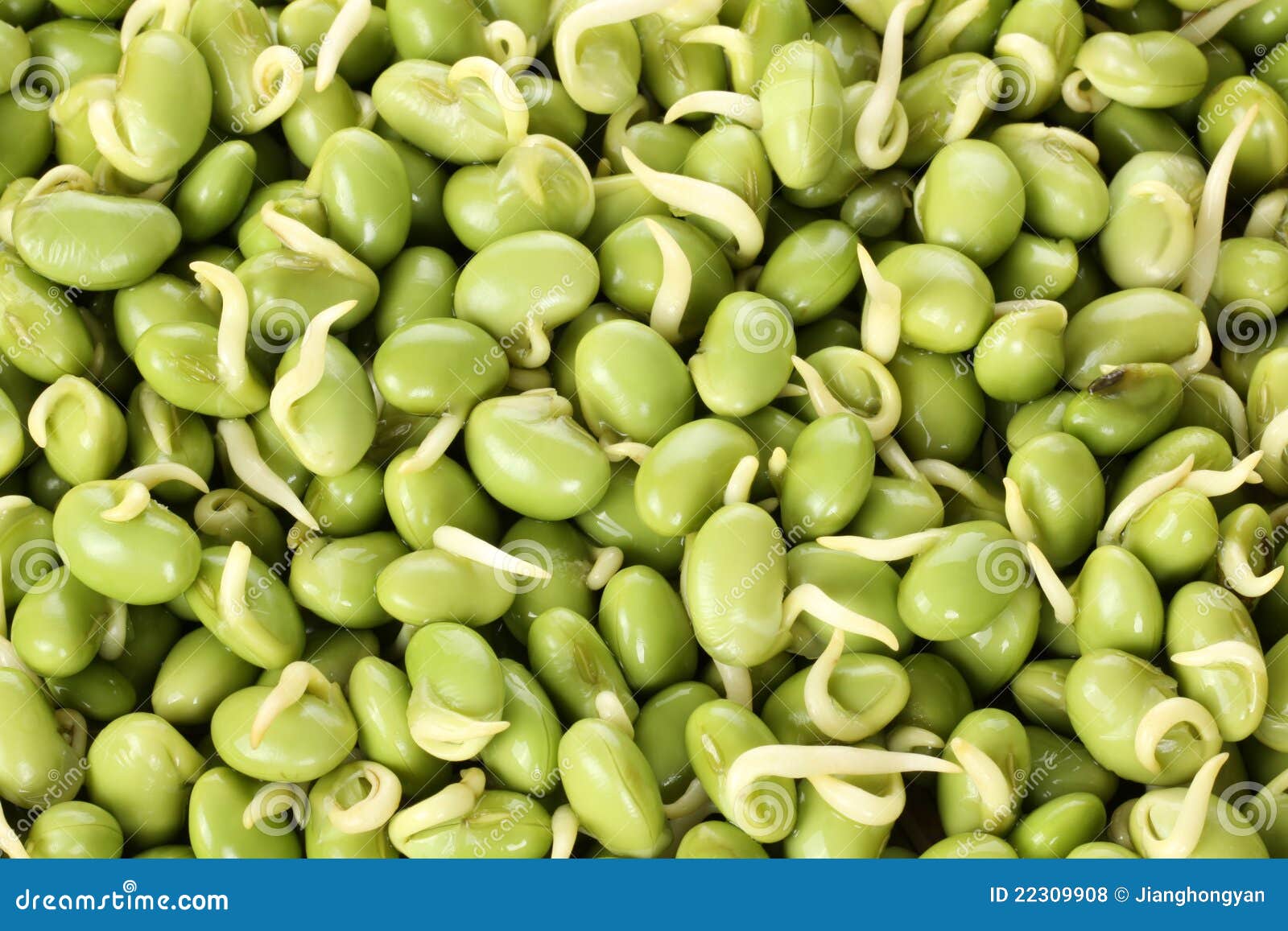 Green bean sprouts stock photo. Image of food, greensoy - 22309908
