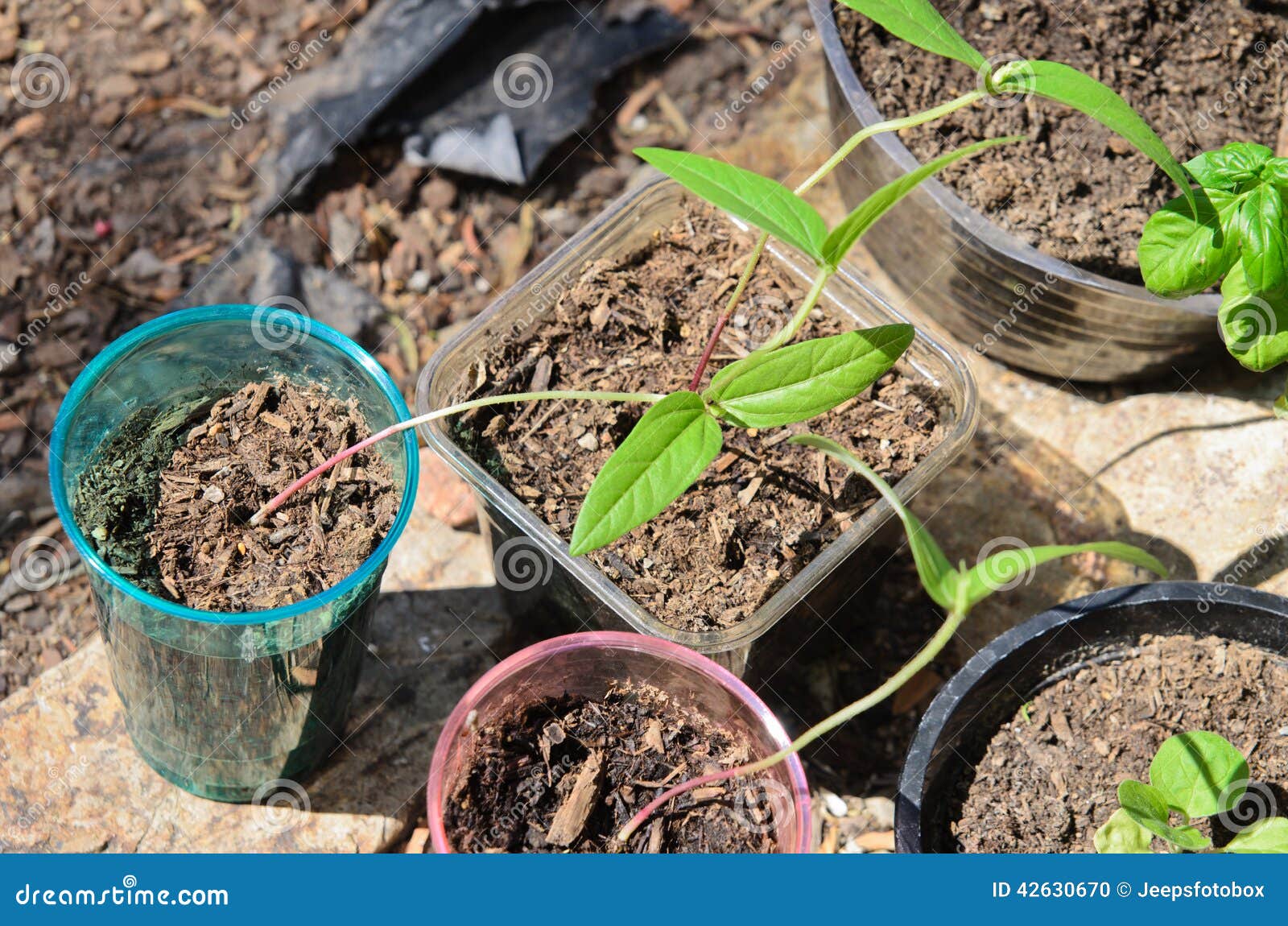 Green Bean Sprouts Growing in Pots Stock Photo - Image of vegetables ... Green Bean Sprouts Growing in Pots Stock Photo - Image of vegetables ...