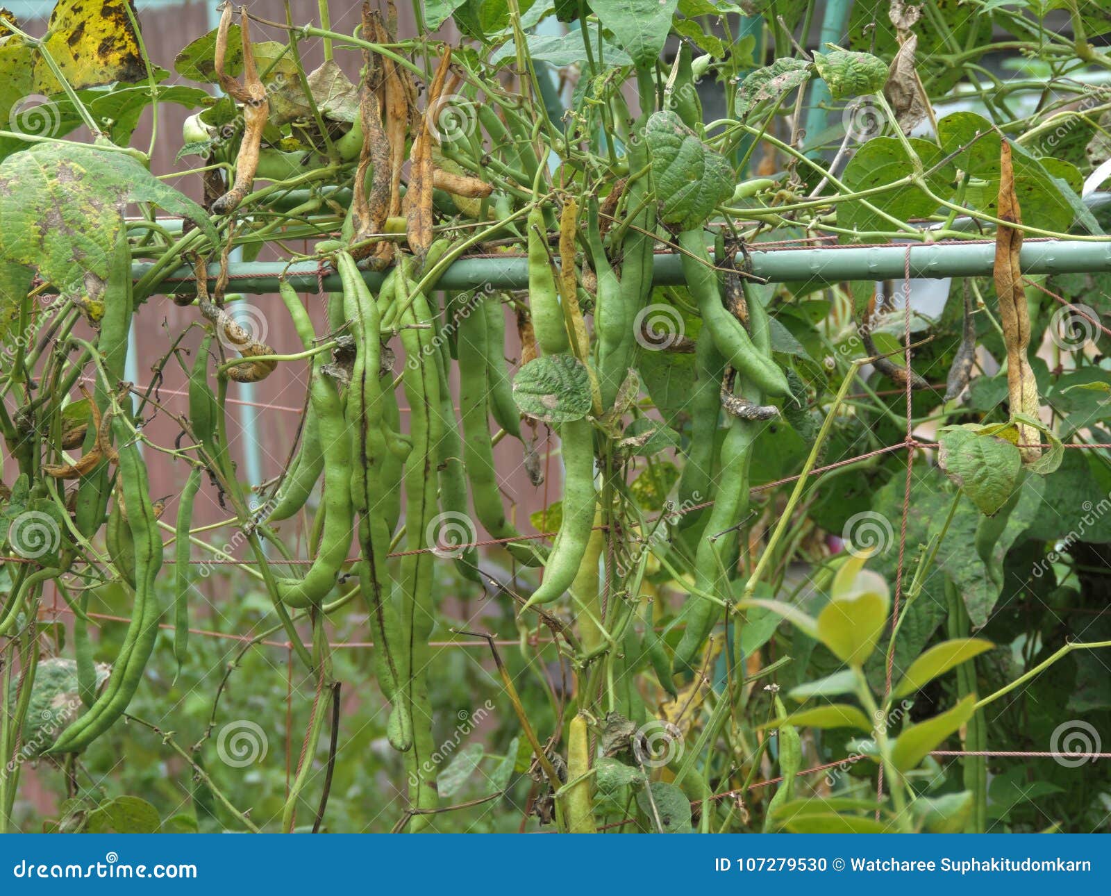 Green bean or String bean. stock photo. Image of botanical - 107279530