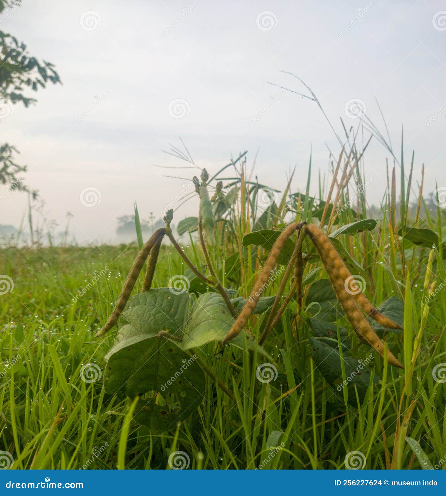 Green Bean Tree in an Unkempt Field Stock Photo - Image of nature ...
