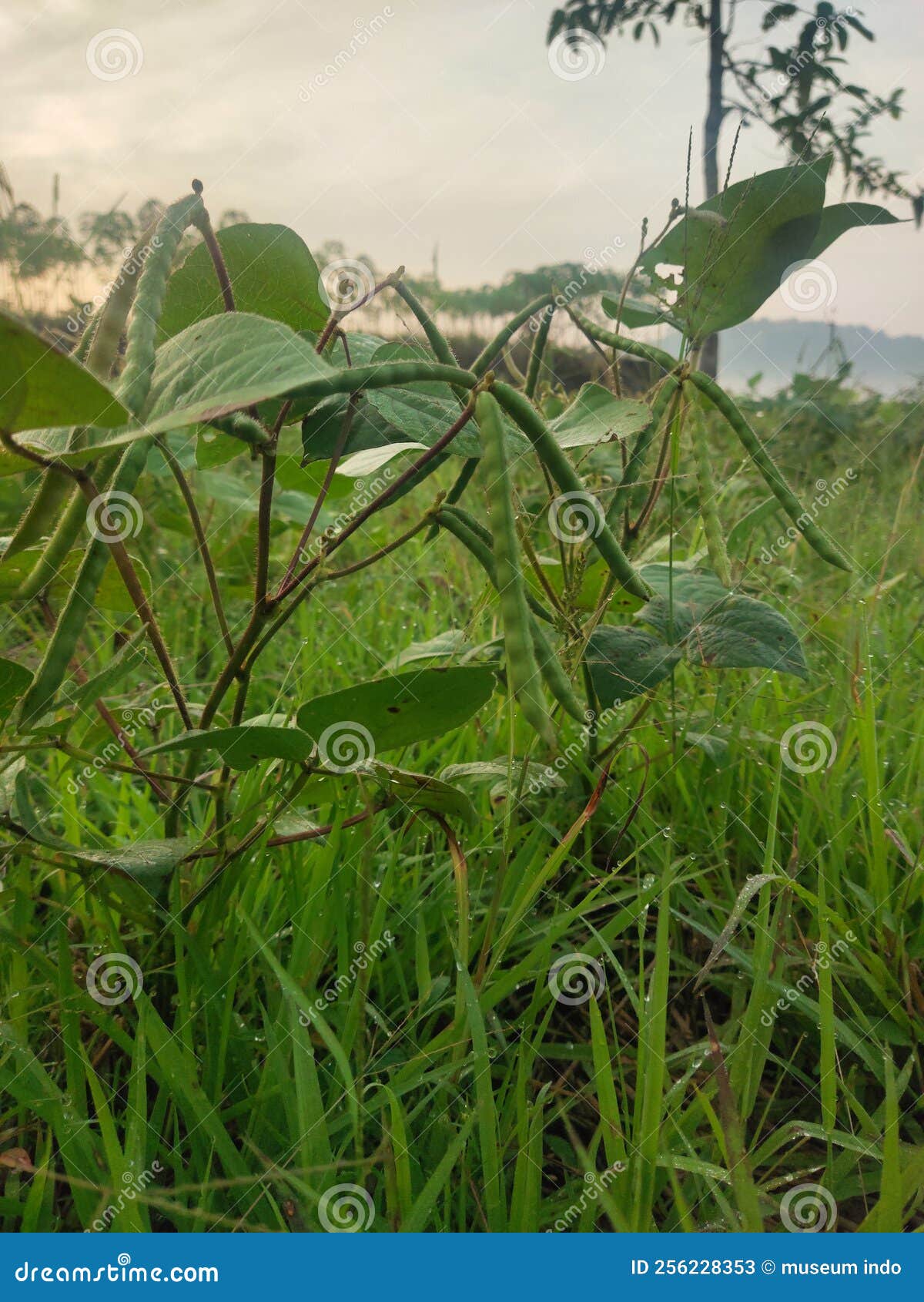 Green Bean Tree in an Unkempt Field Stock Image - Image of unkempt ...