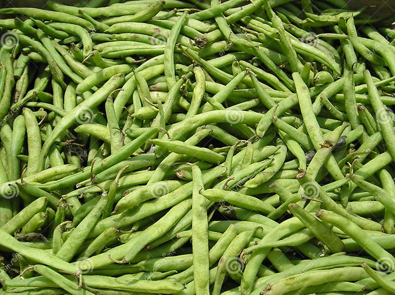 Green Beans stock photo. Image of vegetable, vegetarian - 183640
