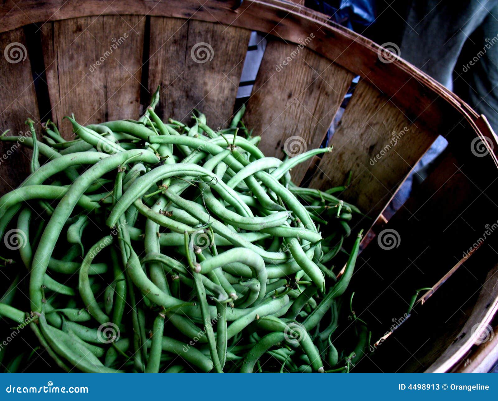 Green Beans stock image. Image of crop, nature, string - 4498913
