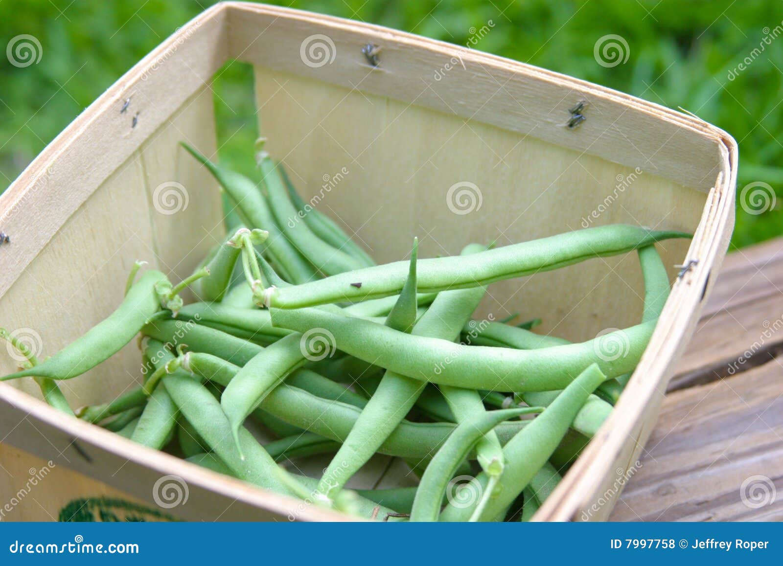 Green Beans in basket stock photo. Image of picked, fresh - 7997758