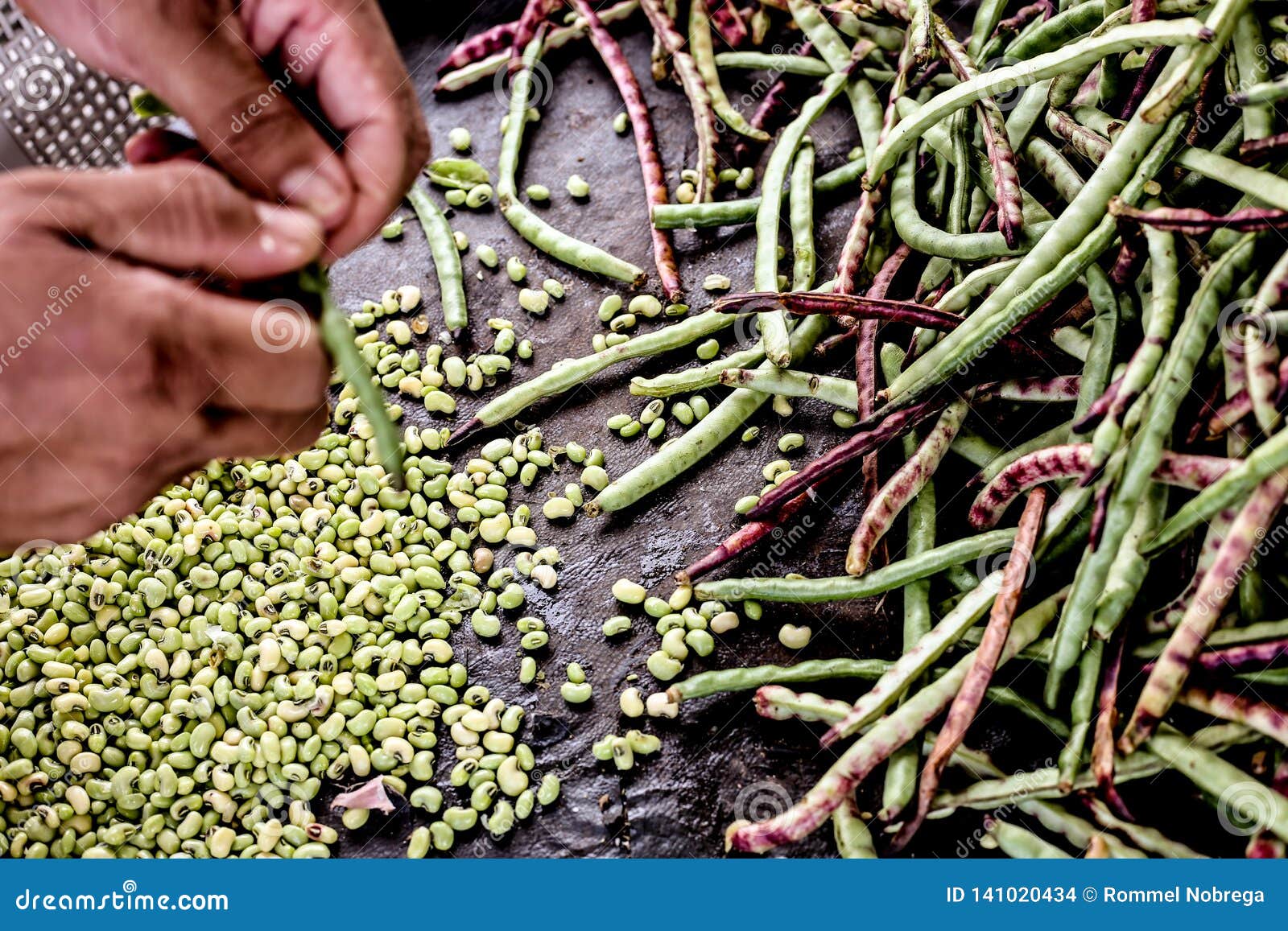 Green beans being threshed stock photo. Image of healthy - 141020434