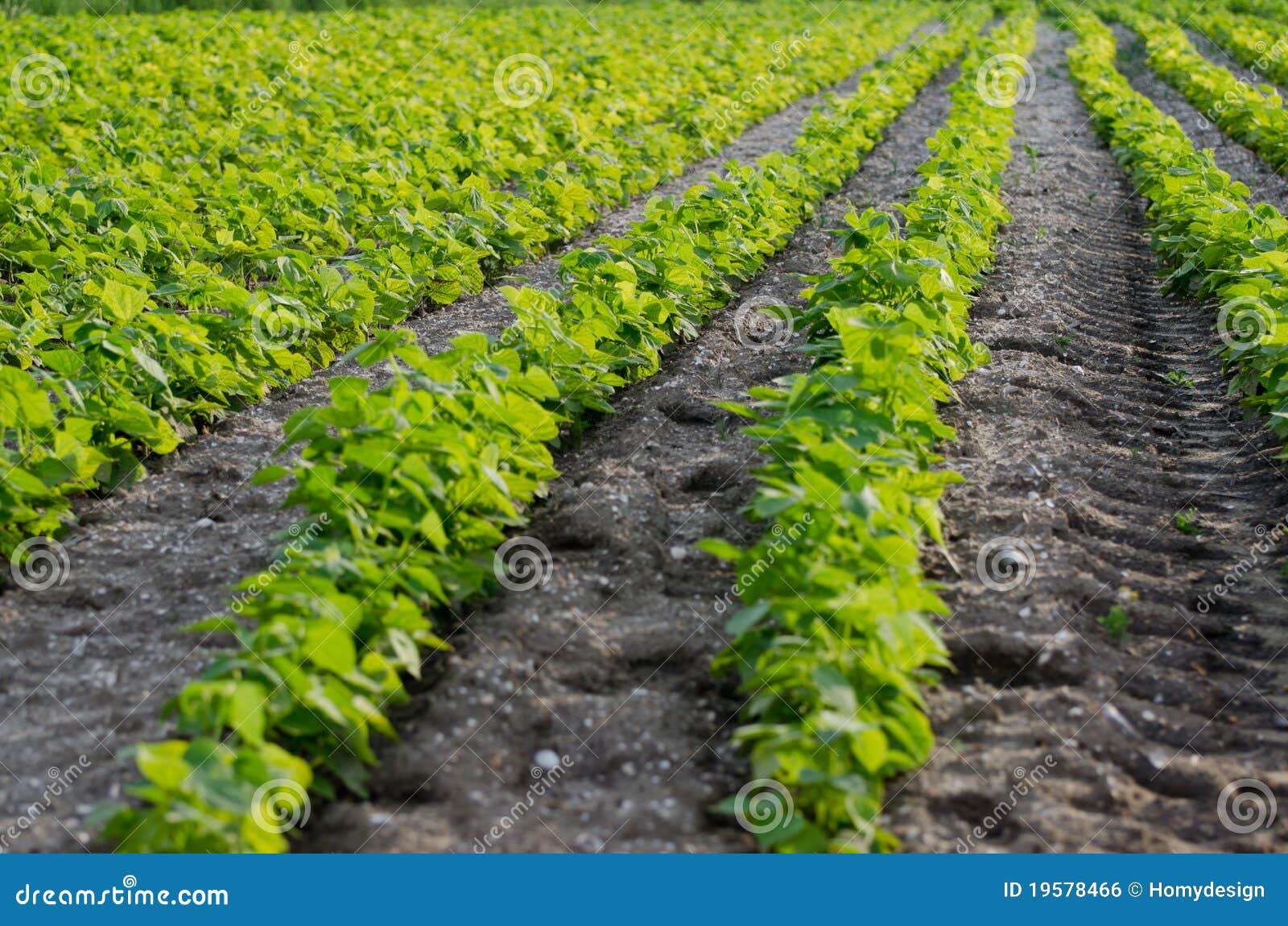 Green beans field stock photo. Image of farming, fall - 19578466