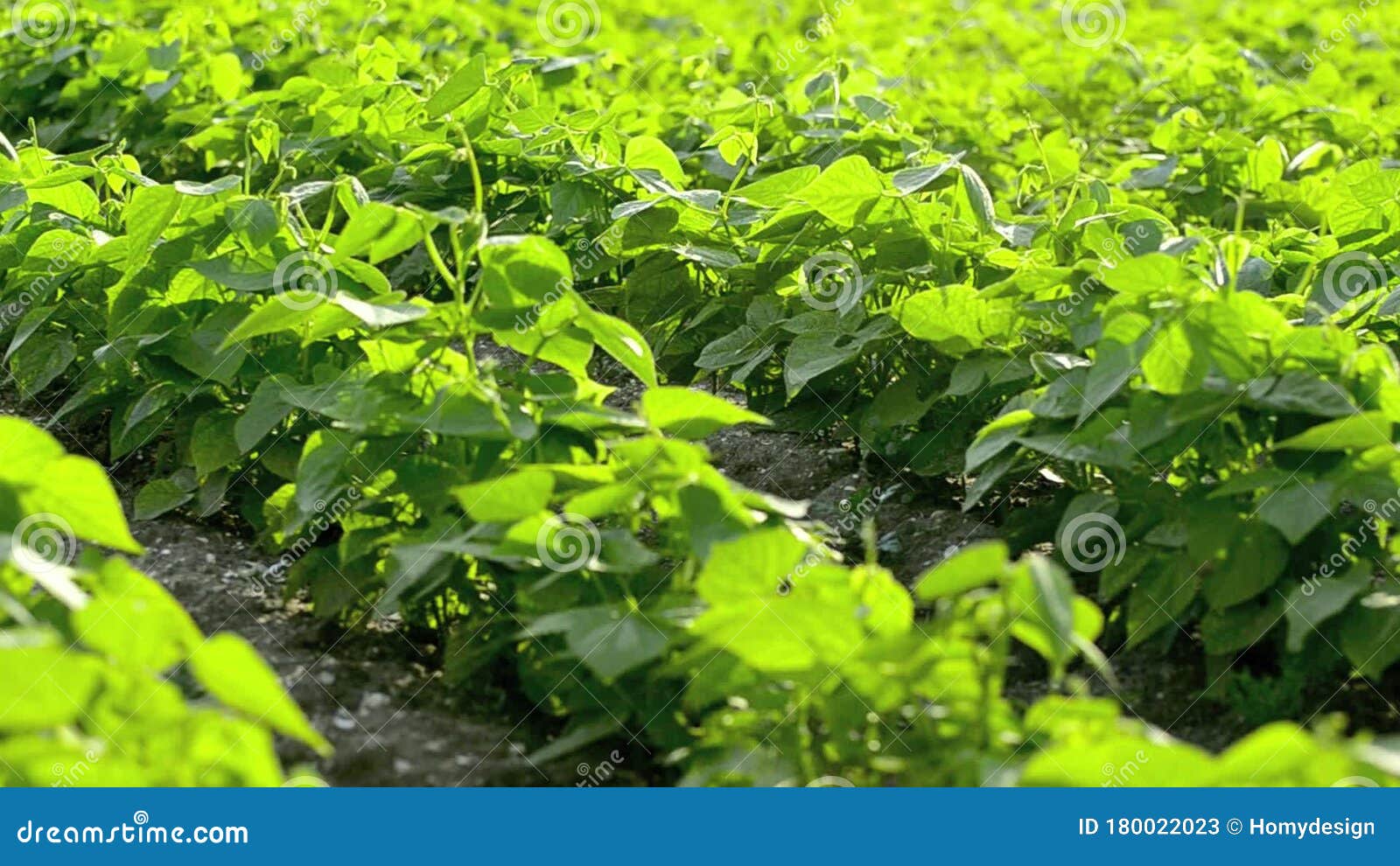 Green beans field stock video. Video of healthy, fall - 180022023