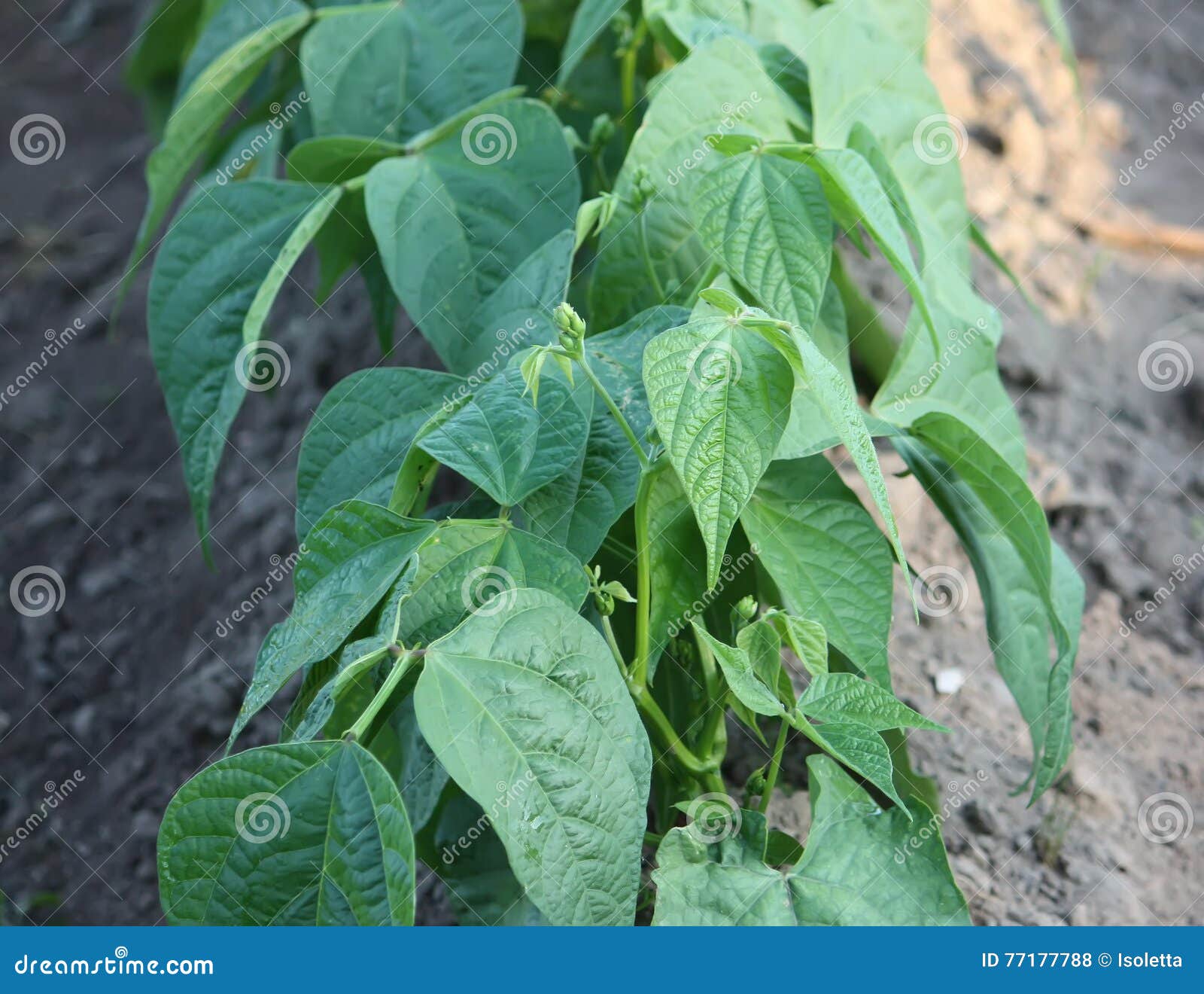 Green Beans Grow in the Wild Stock Photo - Image of lobes, garden: 77177788