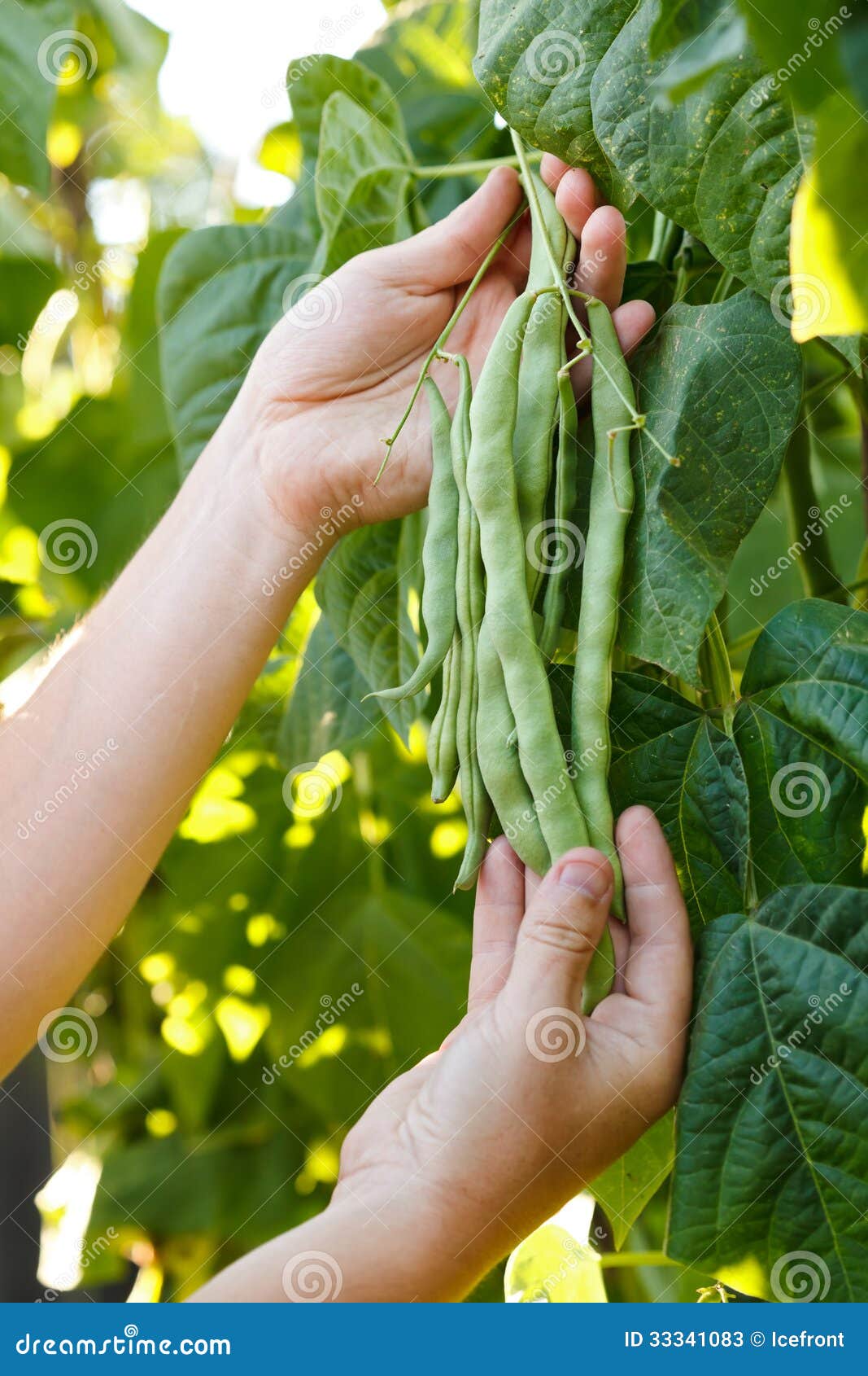 Green beans stock image. Image of haricot, hand, produce - 33341083