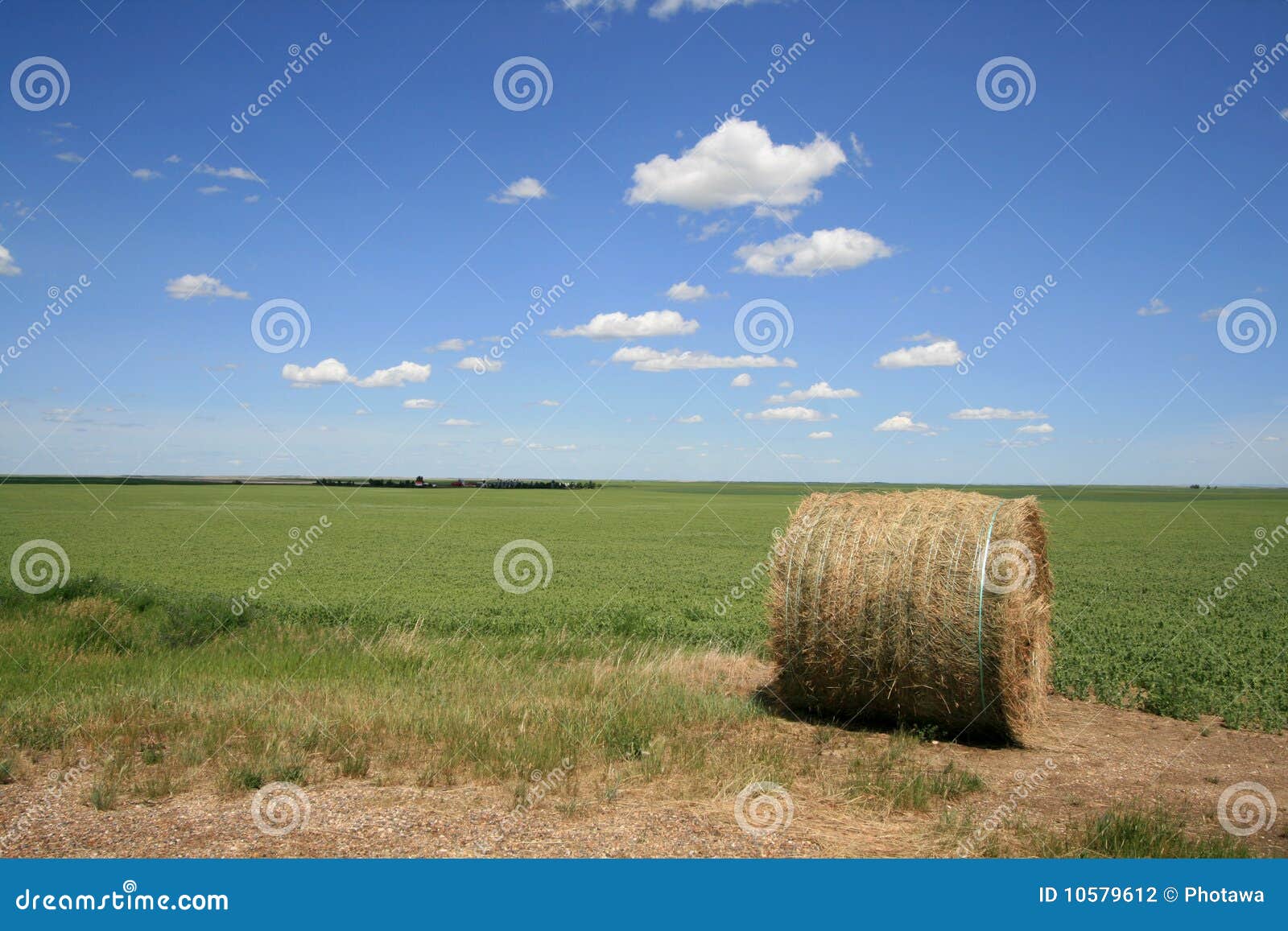 Green Beans and Hay Bale stock photo. Image of beans - 10579612