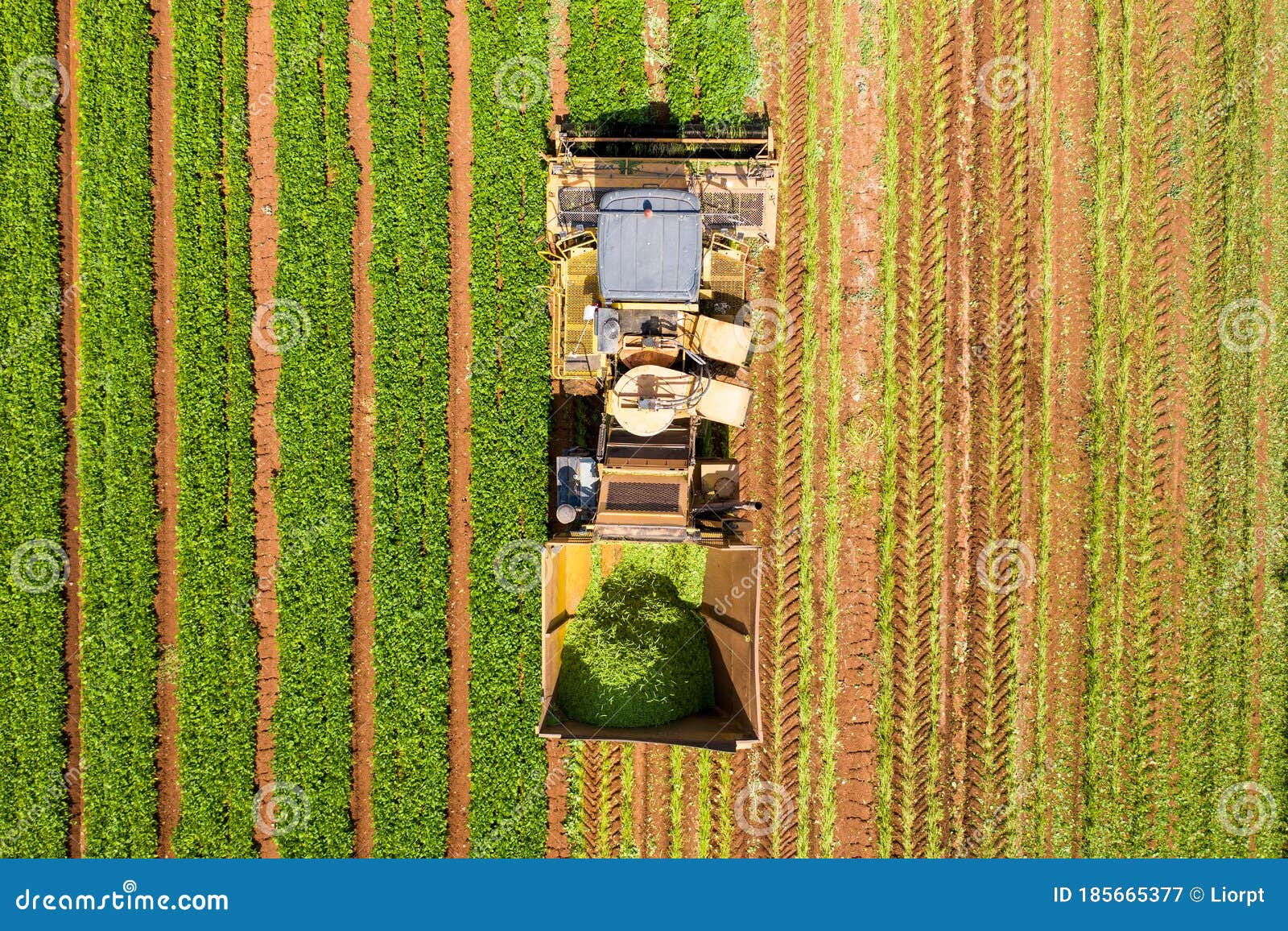 Green Beans Picker Processing a Large Field. Stock Image - Image of ...