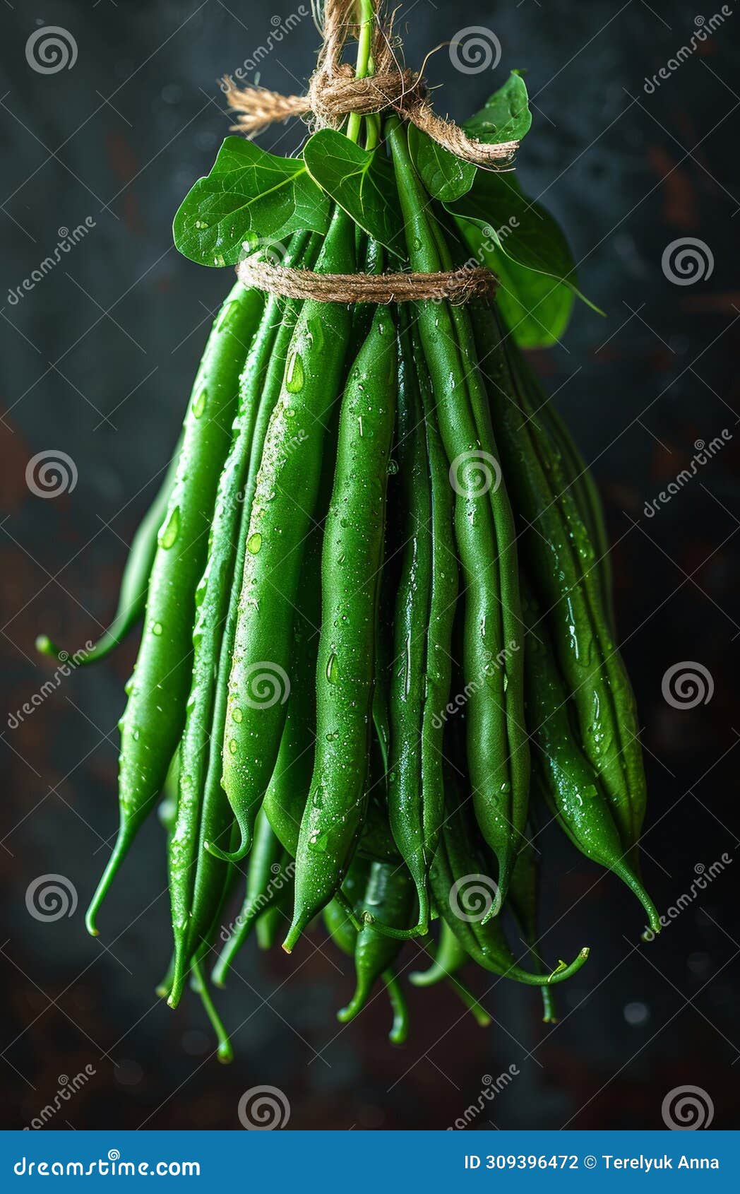 Green Beans or Runner Beans Hanging on Rope with Water Droplets Stock ...