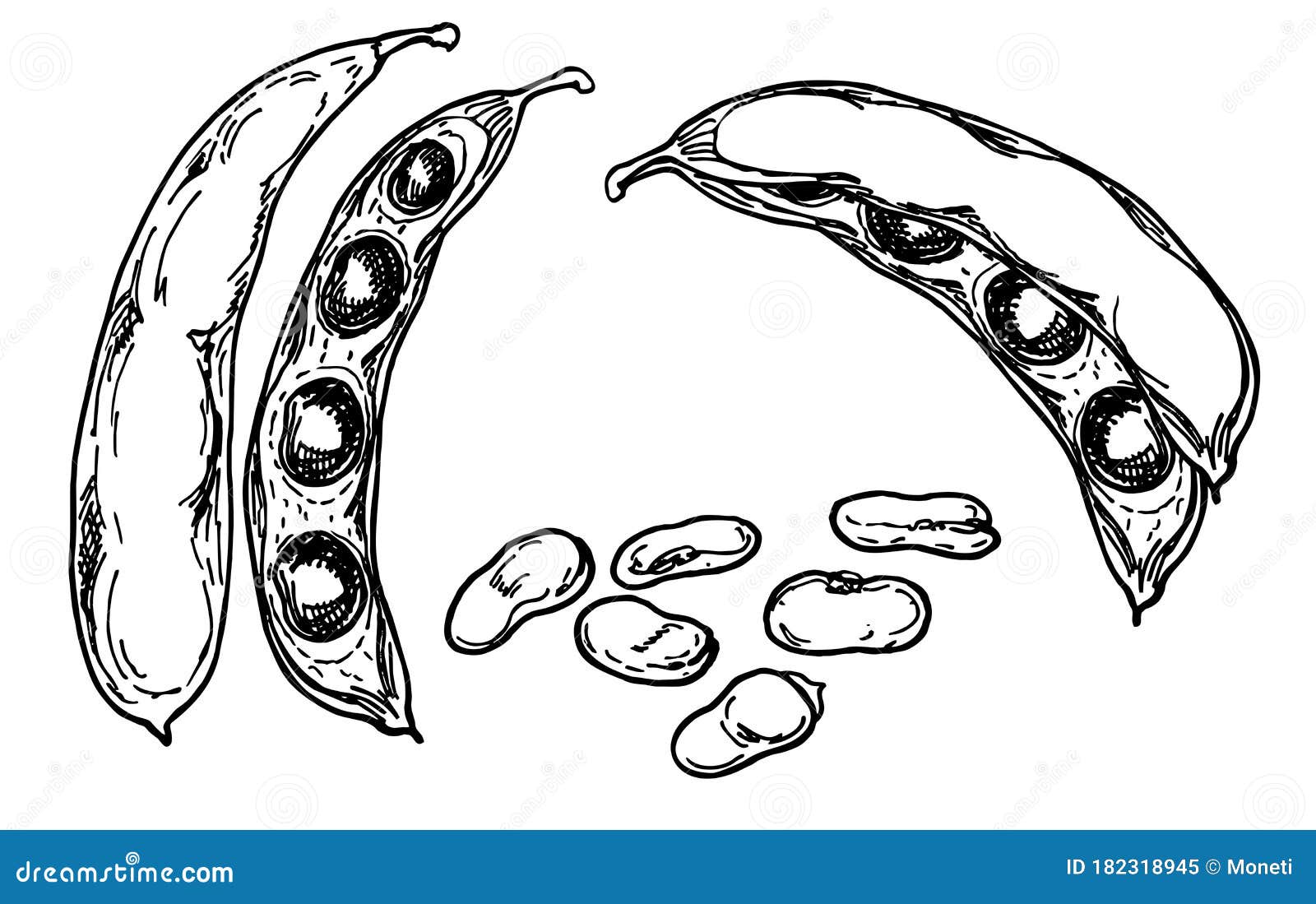 Green Beans Sketch. Detailed Hand Drawn Black And White Vector ... Green Beans Sketch. Detailed Hand Drawn Black And White Vector ...