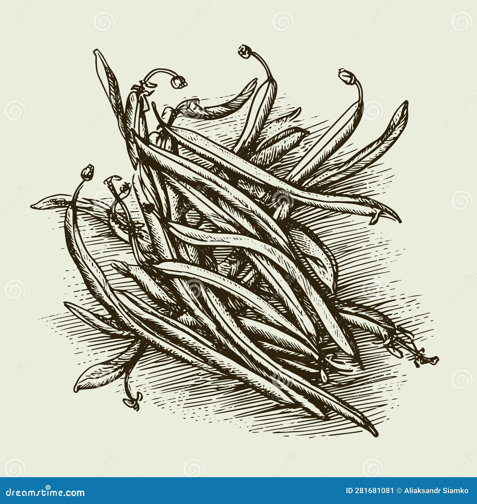 Green Beans Vector Drawing. Isolated Hand Drawn, Engraved Style ...