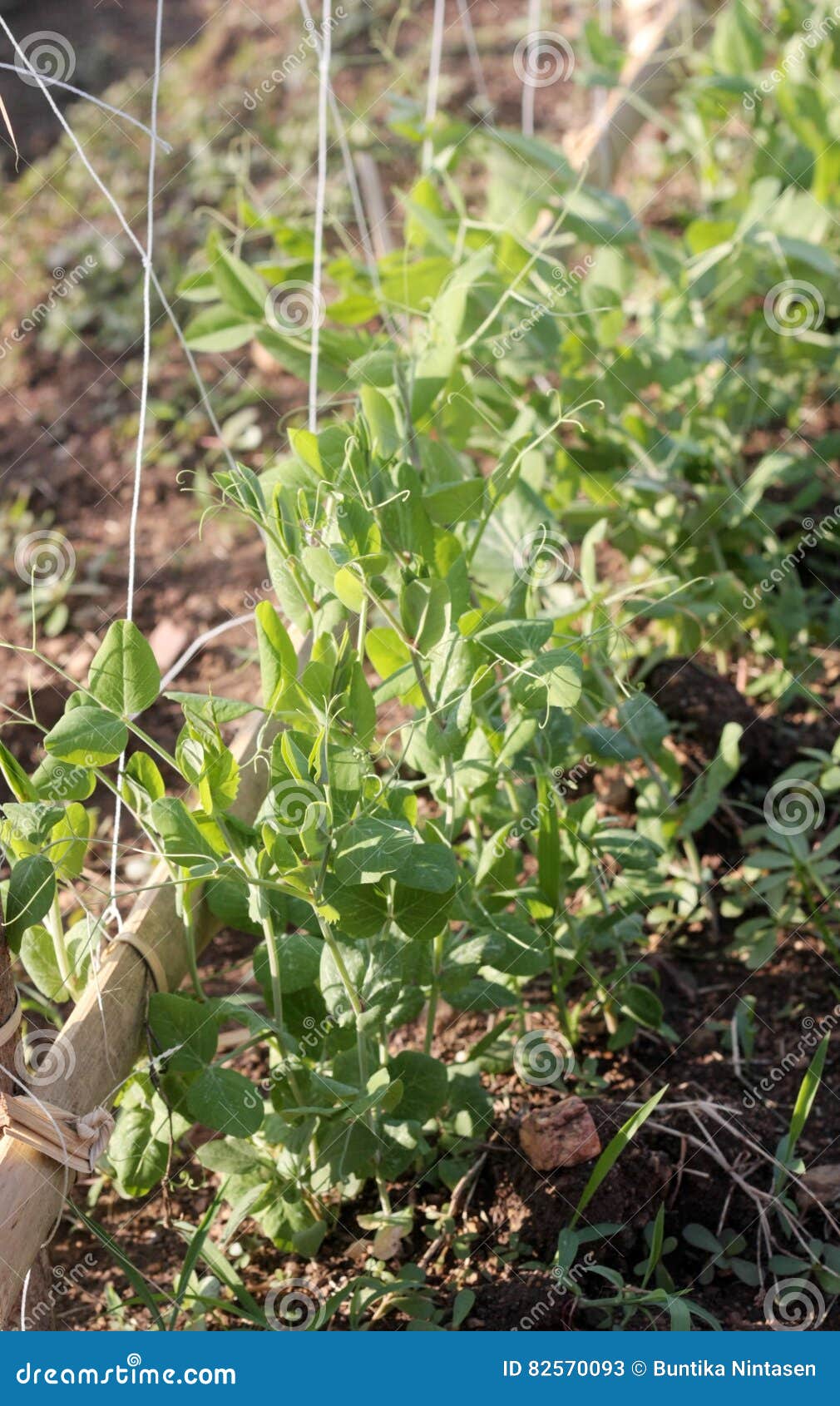 Green beanstalk stock image. Image of xjack, xgarden - 82570093