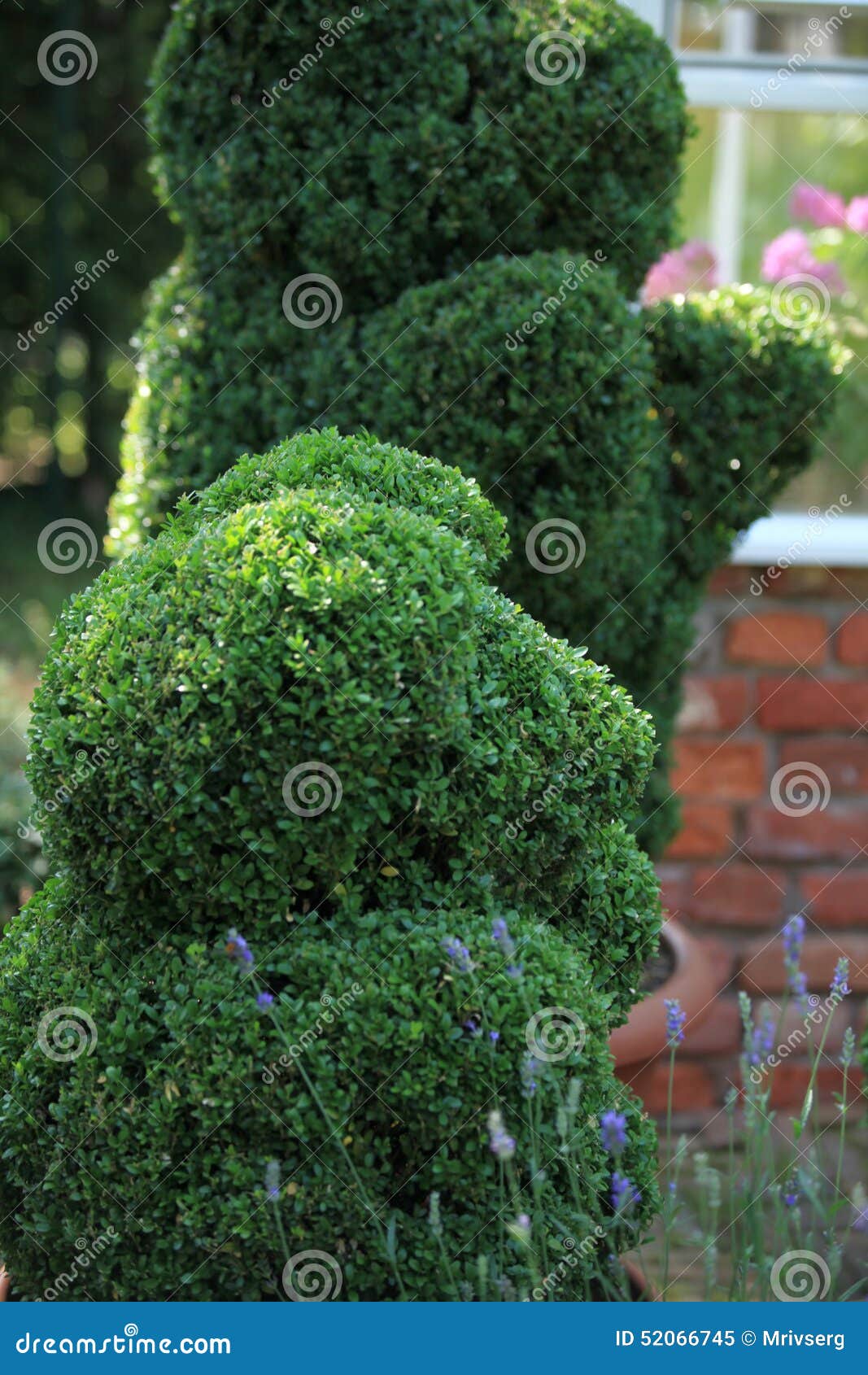 Green bear topiary stock image. Image of ornamental, nature - 52066745