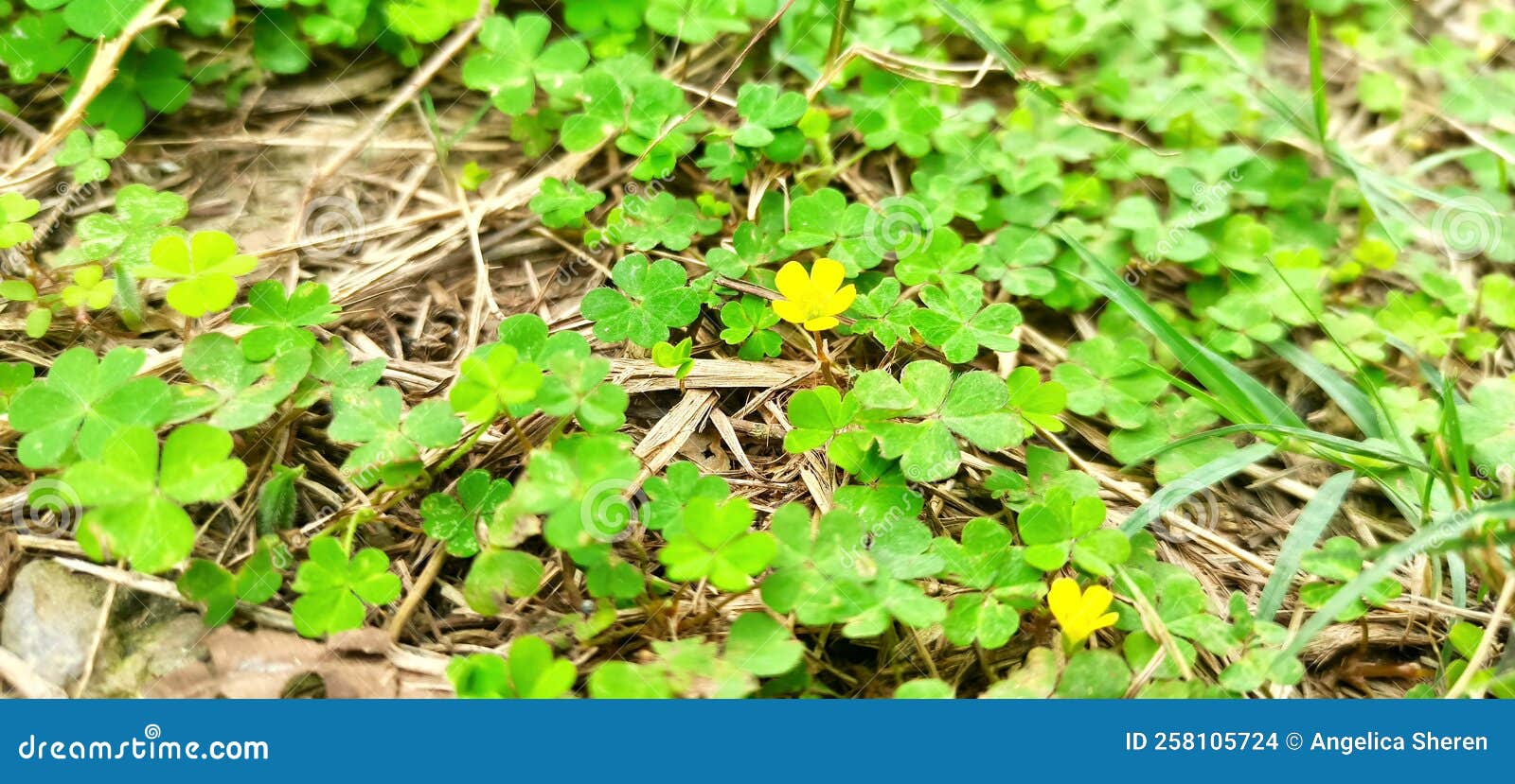 Clover leaf on the ground stock photo. Image of clover - 258105724