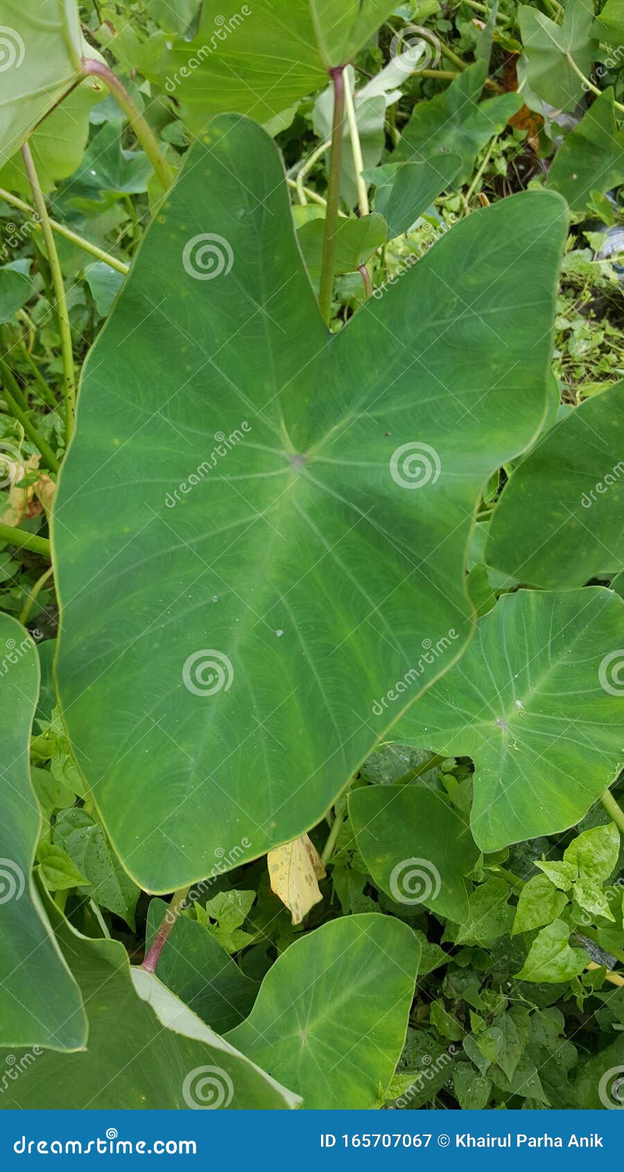 Green Beautiful Colour God Made Stock Image - Image of green, beautiful ...