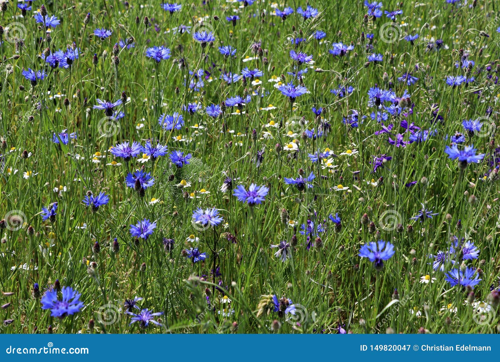 Cornflower Field - Heilbronn Germany Stock Image - Image of garden ...