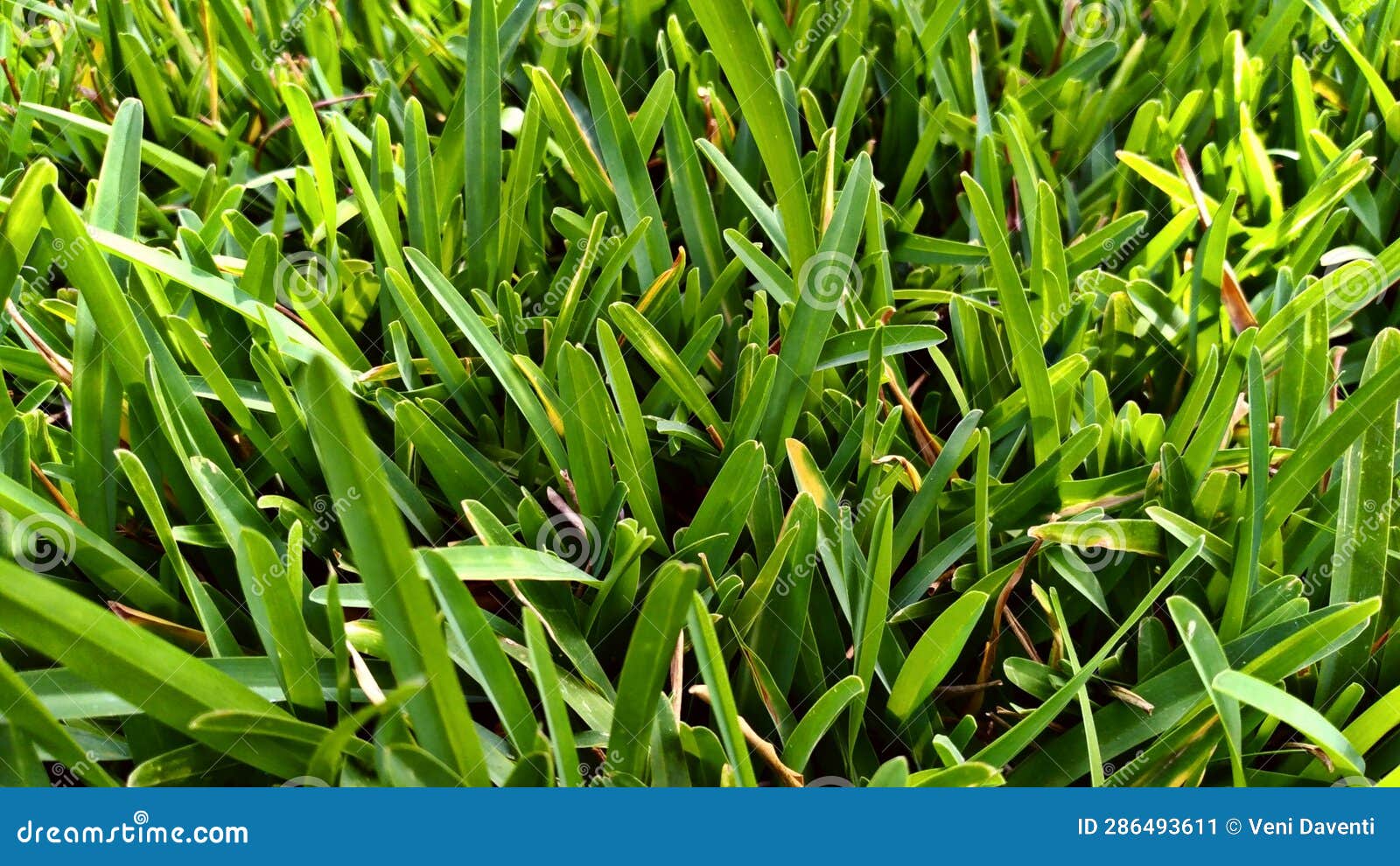 Green and Beautiful Grass. this Grass is Planted in the Yard Stock ...