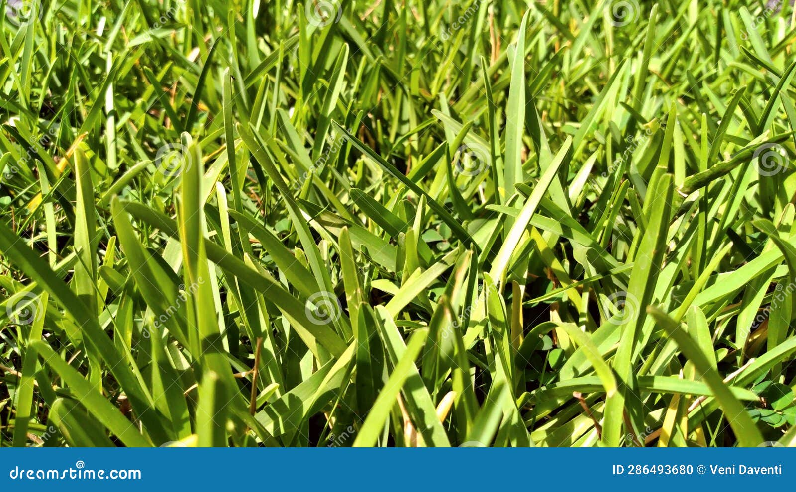 Green and Beautiful Grass. this Grass is Planted in the Yard Stock ...