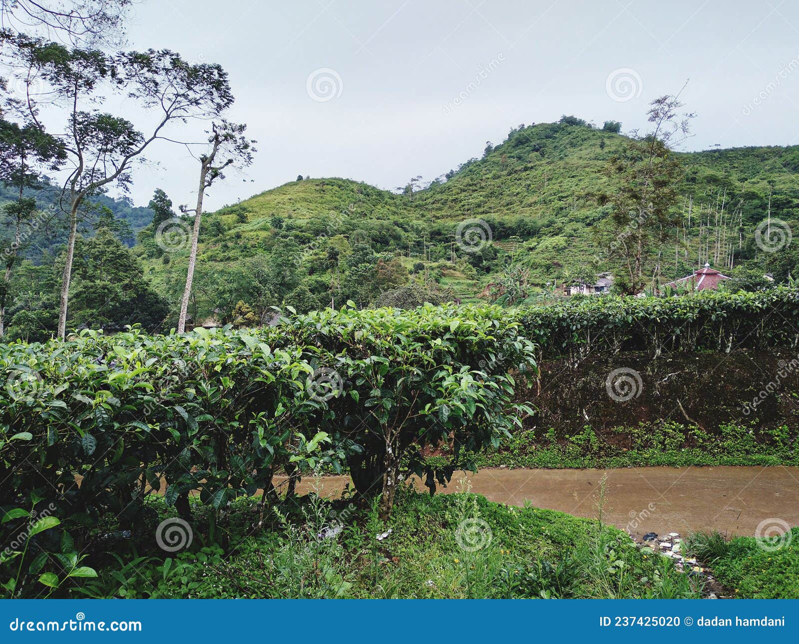 Green and Beautiful Hillside View Stock Photo - Image of green ...