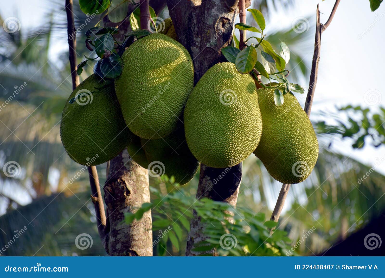 Green beautiful jackfruit stock image. Image of tree - 224438407