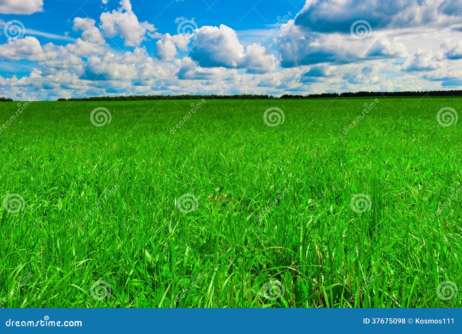 Green Beautiful Lawn and Nice Sunny Weather Stock Photo - Image of lawn ...