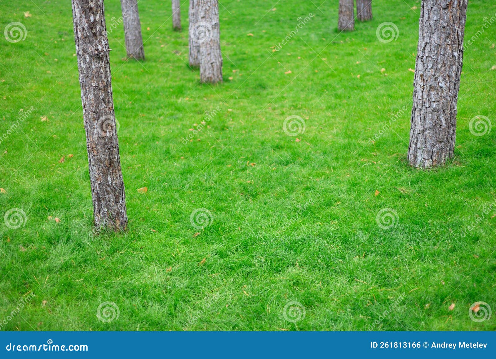 Green Beautiful Lawn and Tree Trunks Stock Photo - Image of cozy, clean ...