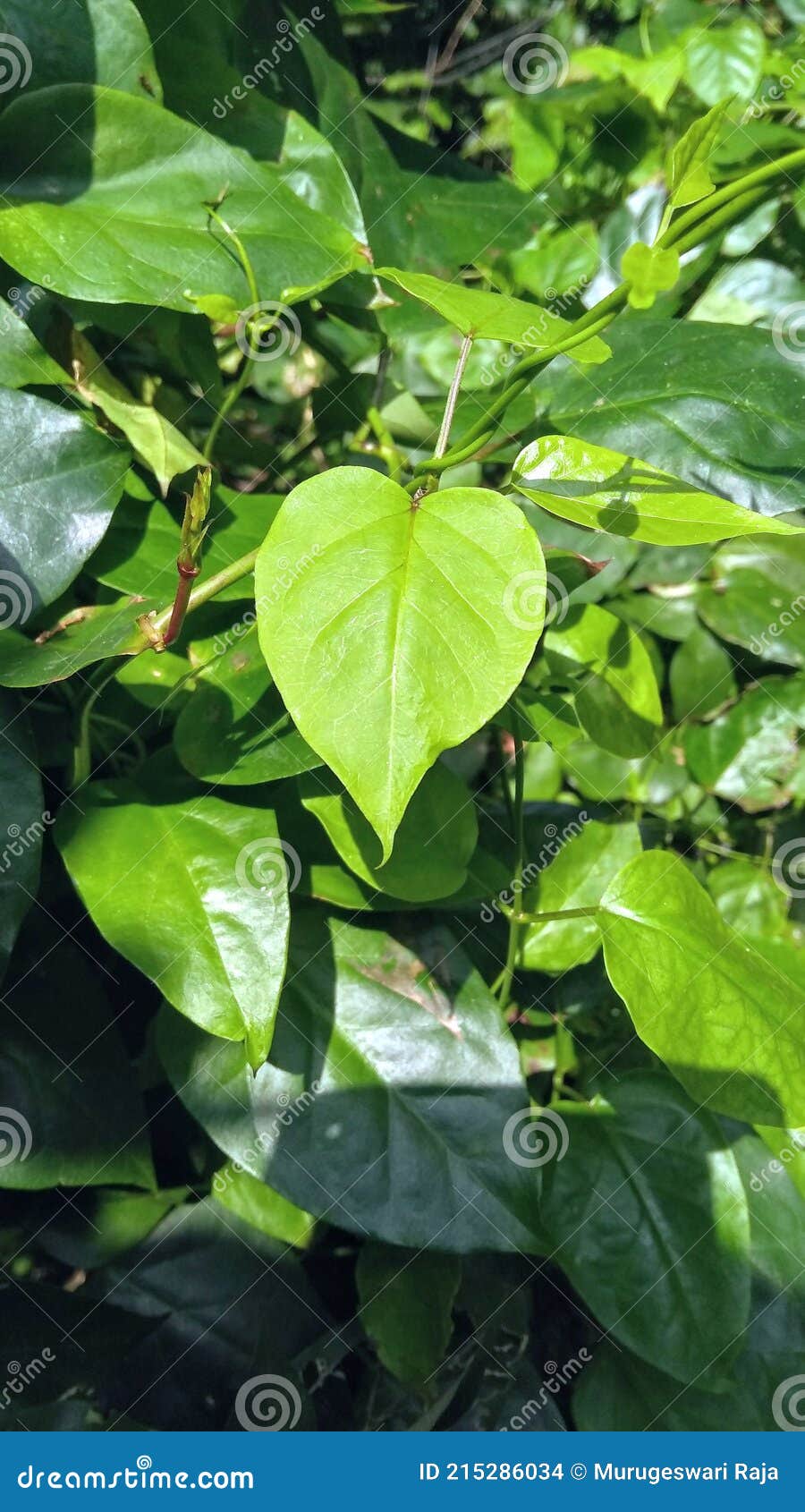 Green Beautiful leave stock photo. Image of leave, beautiful - 215286034