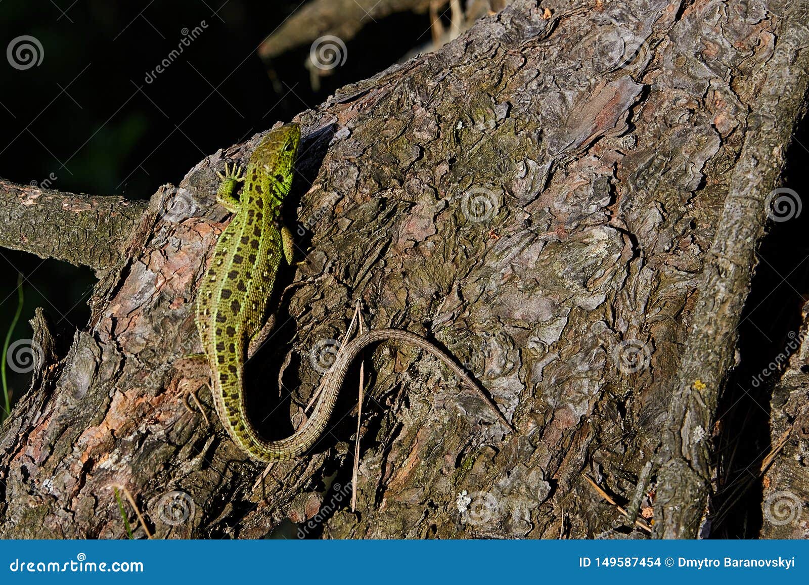 Green Beautiful Lizard Sits on the Root of a Pine, Closeup. Stock Photo ...