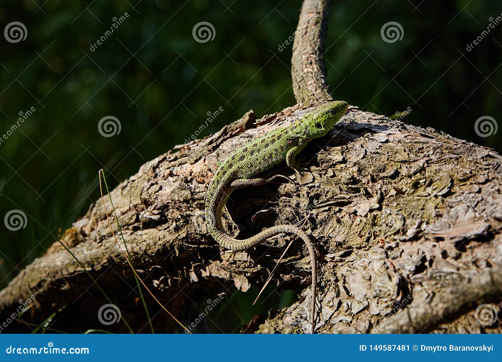 Green Beautiful Lizard Sits on the Root of a Pine, Closeup. Stock Image ...