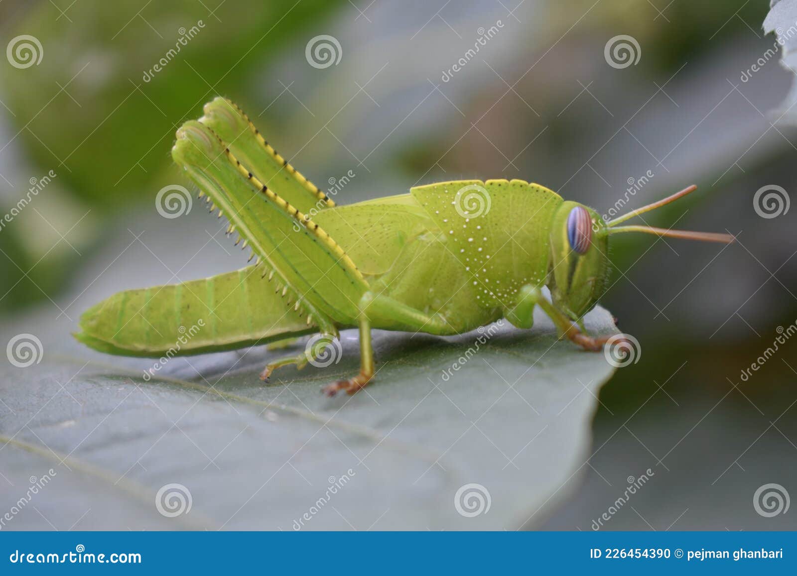 Green beautiful locust stock photo. Image of locust - 226454390