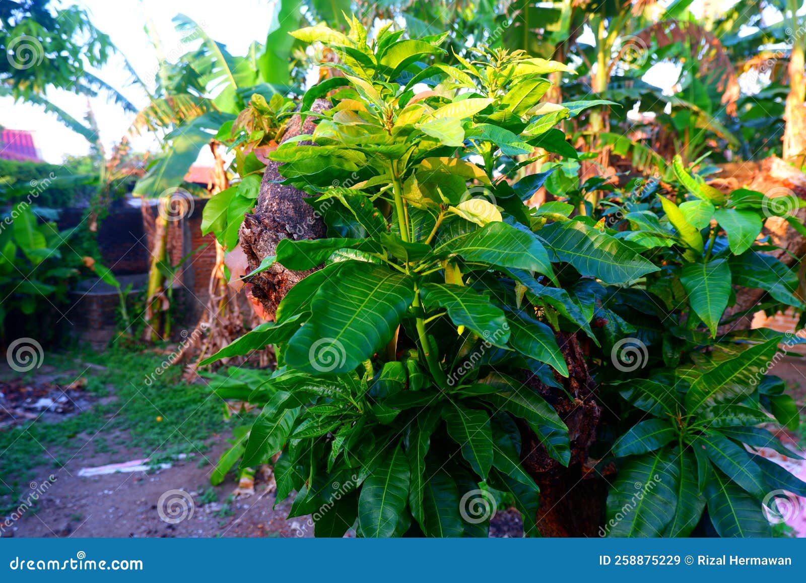 Green and Beautiful Mango Tree Leaves in the Yard Editorial Stock Image ...