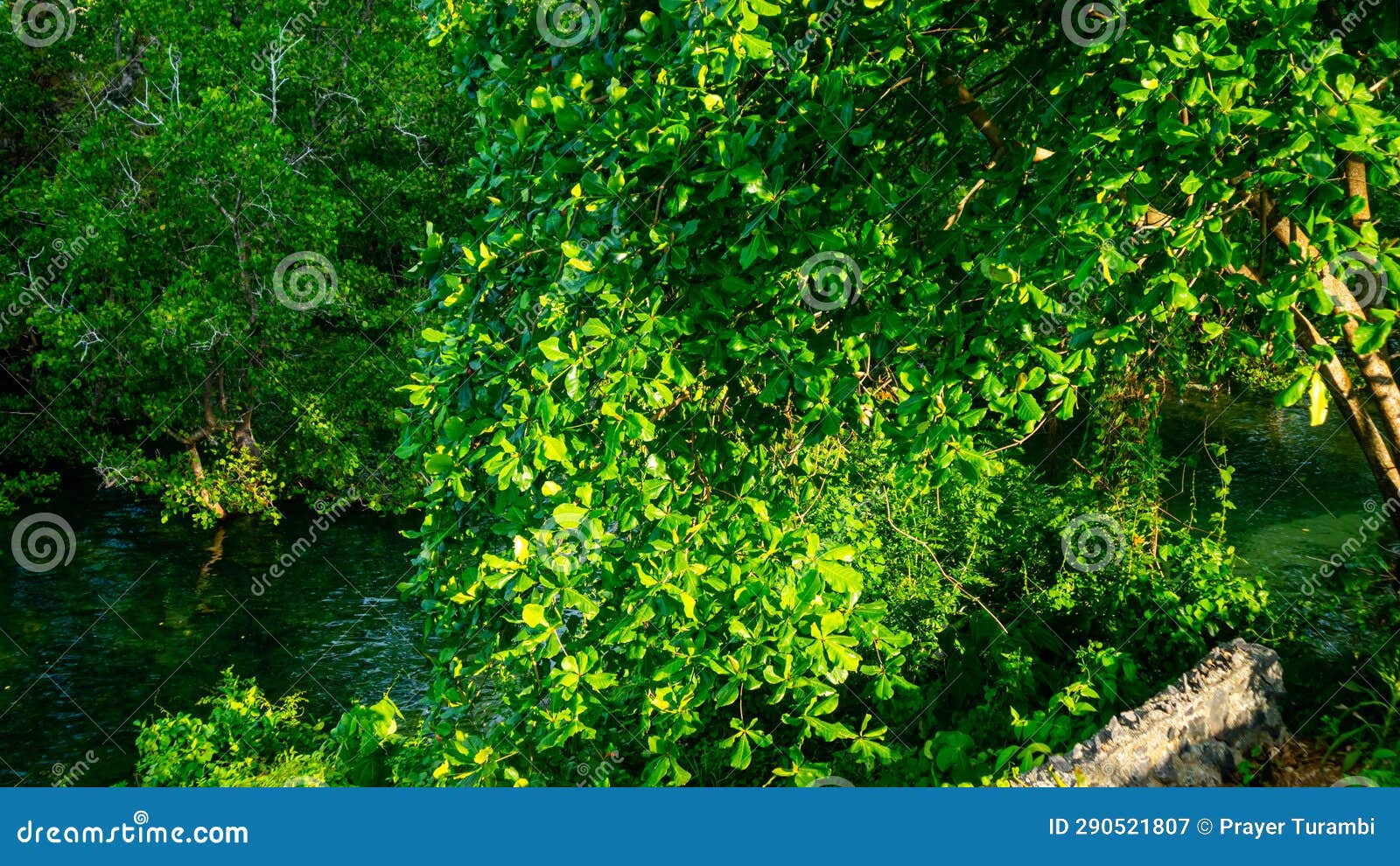 Green and Beautiful Mangrove Plants on the Beach Stock Image - Image of ...